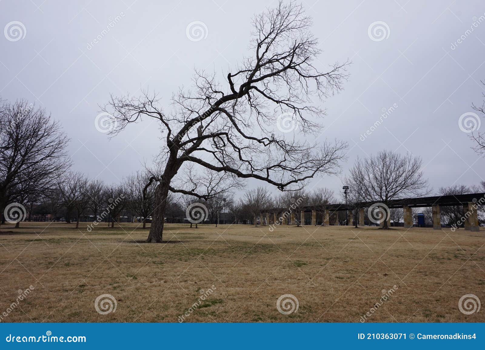 Random Park Tree 1 stock image. Image of cloudy, fields - 210363071