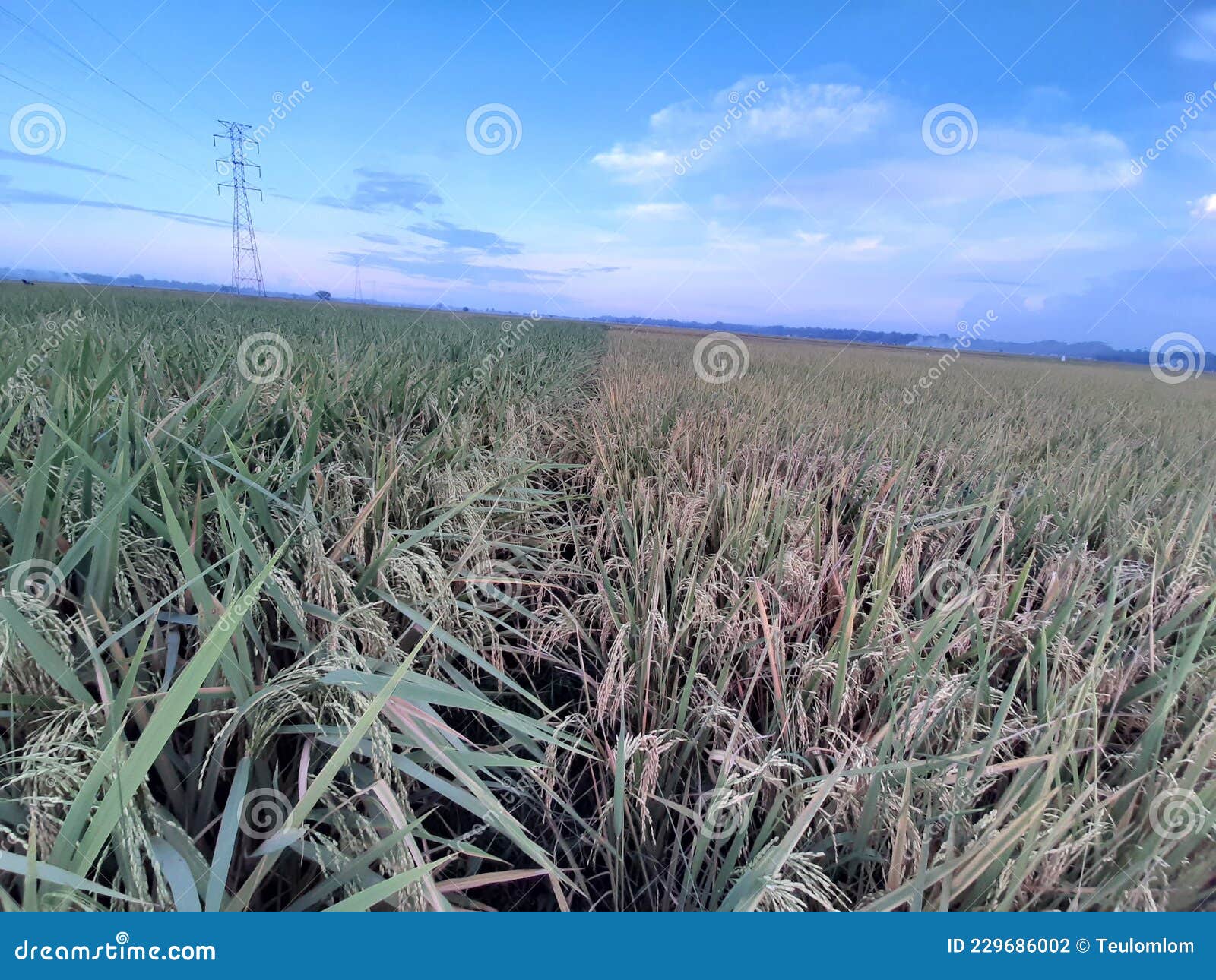 Random Photos in the Village Rice Fields Stock Photo - Image of wind ...