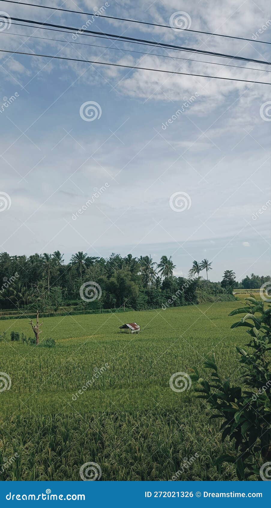 Random Picture of My Gallery Stock Photo - Image of tree, flower: 272021326