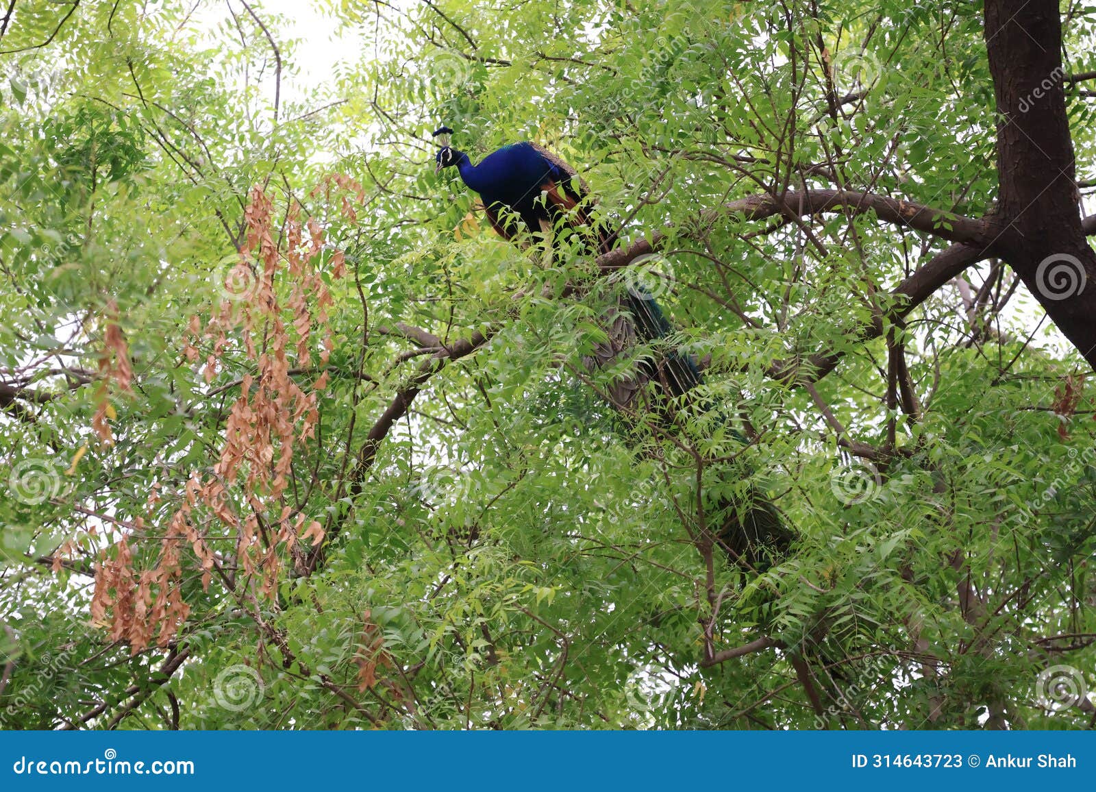Random Picture of National Bird of India, the Beautiful Peacock. Stock ...