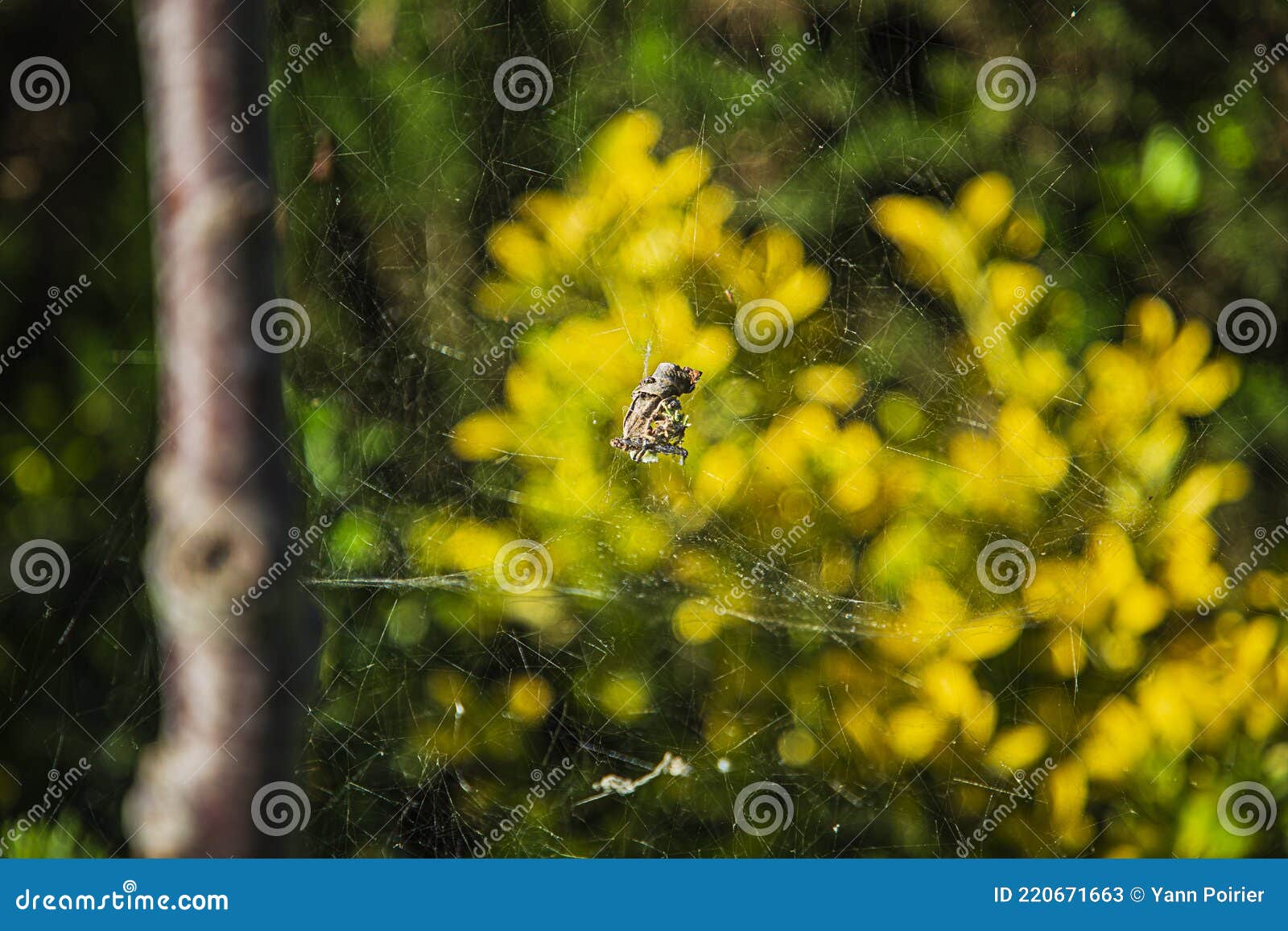 Spider Food stock image. Image of trap, close, insect - 220671663