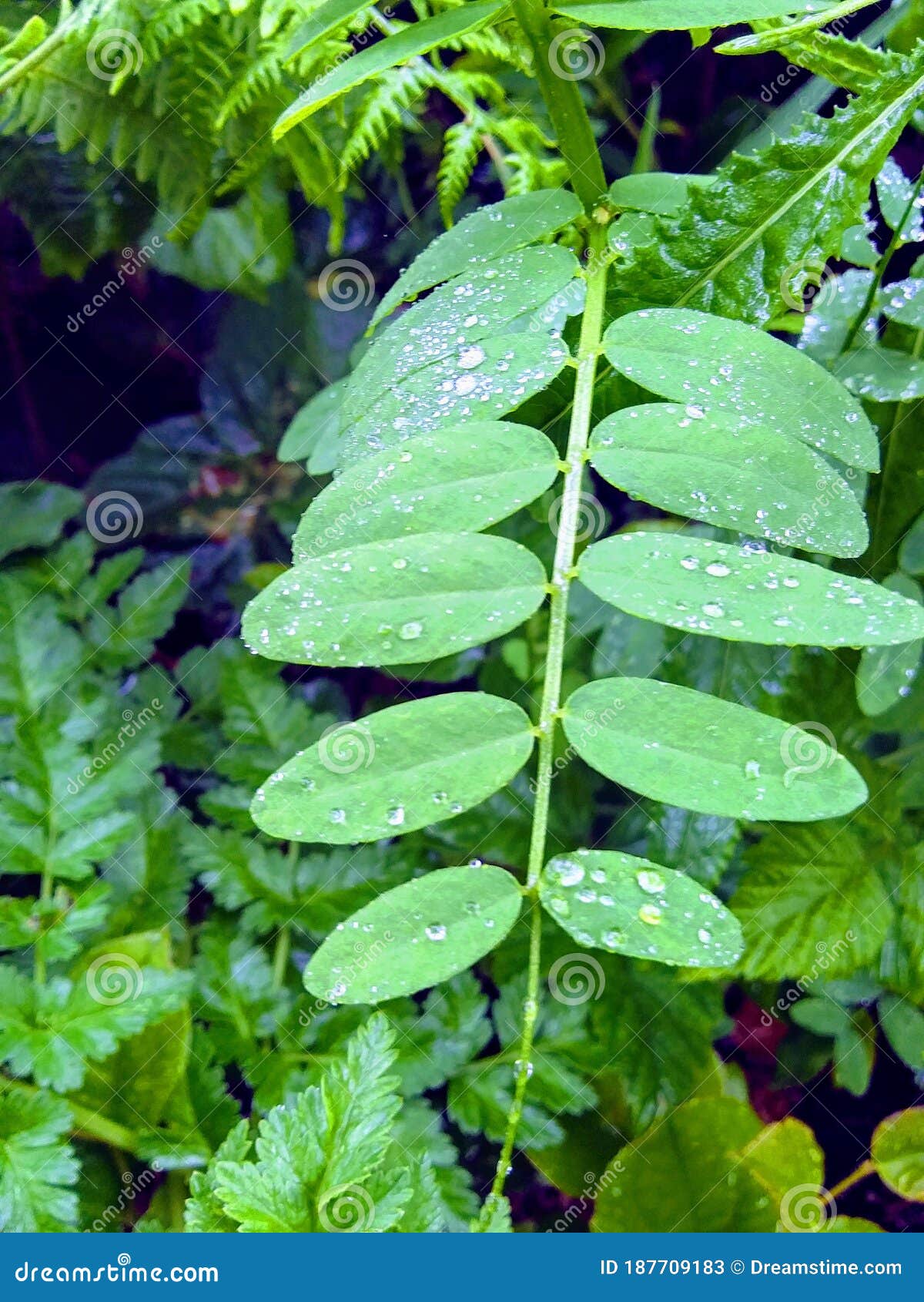 Random plant on the coast stock image. Image of evergreen - 187709183