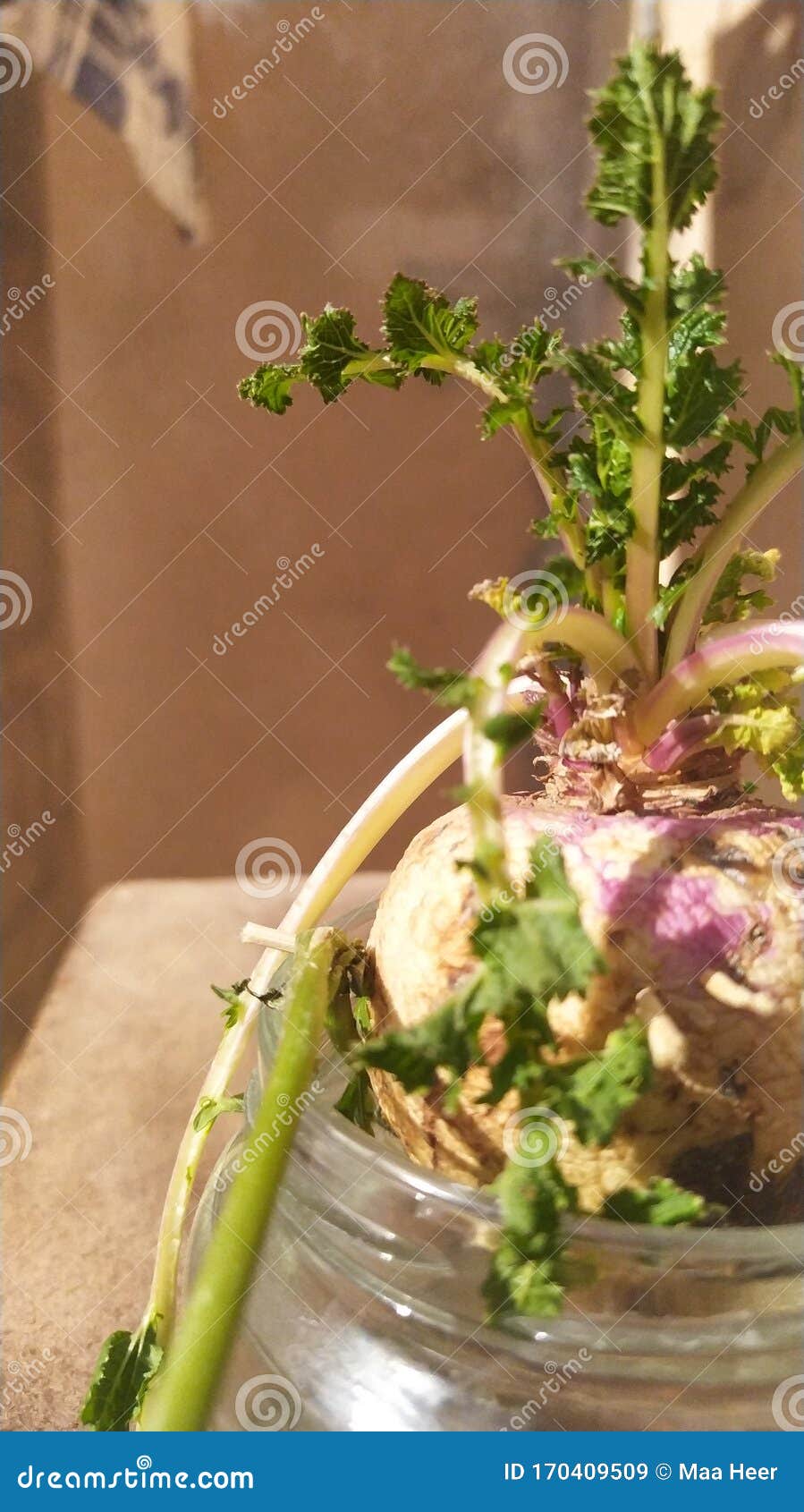 Random plant stock image. Image of random, mustard, green - 170409509