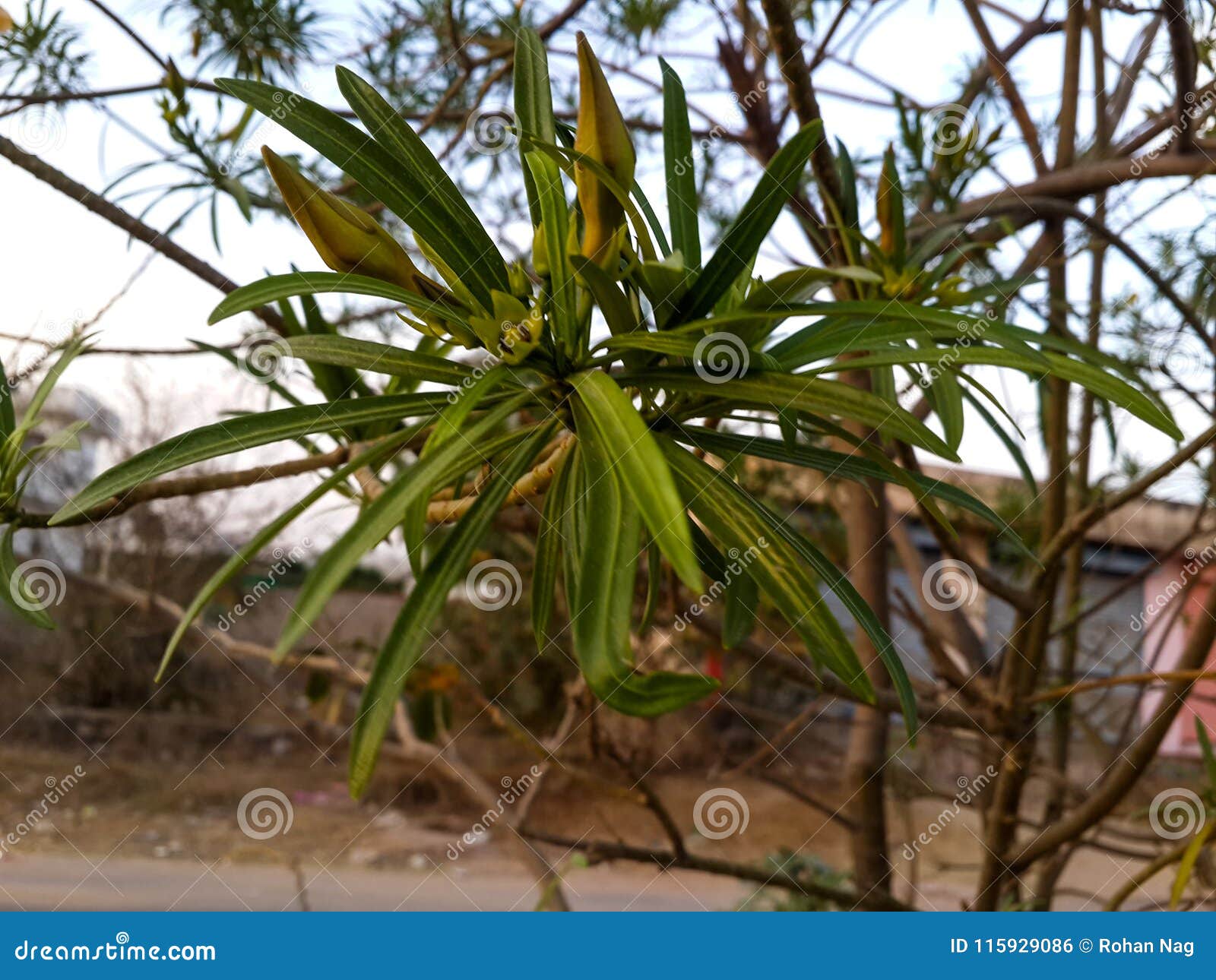 Bokeh plant stock photo. Image of playing, random, plant - 115929086