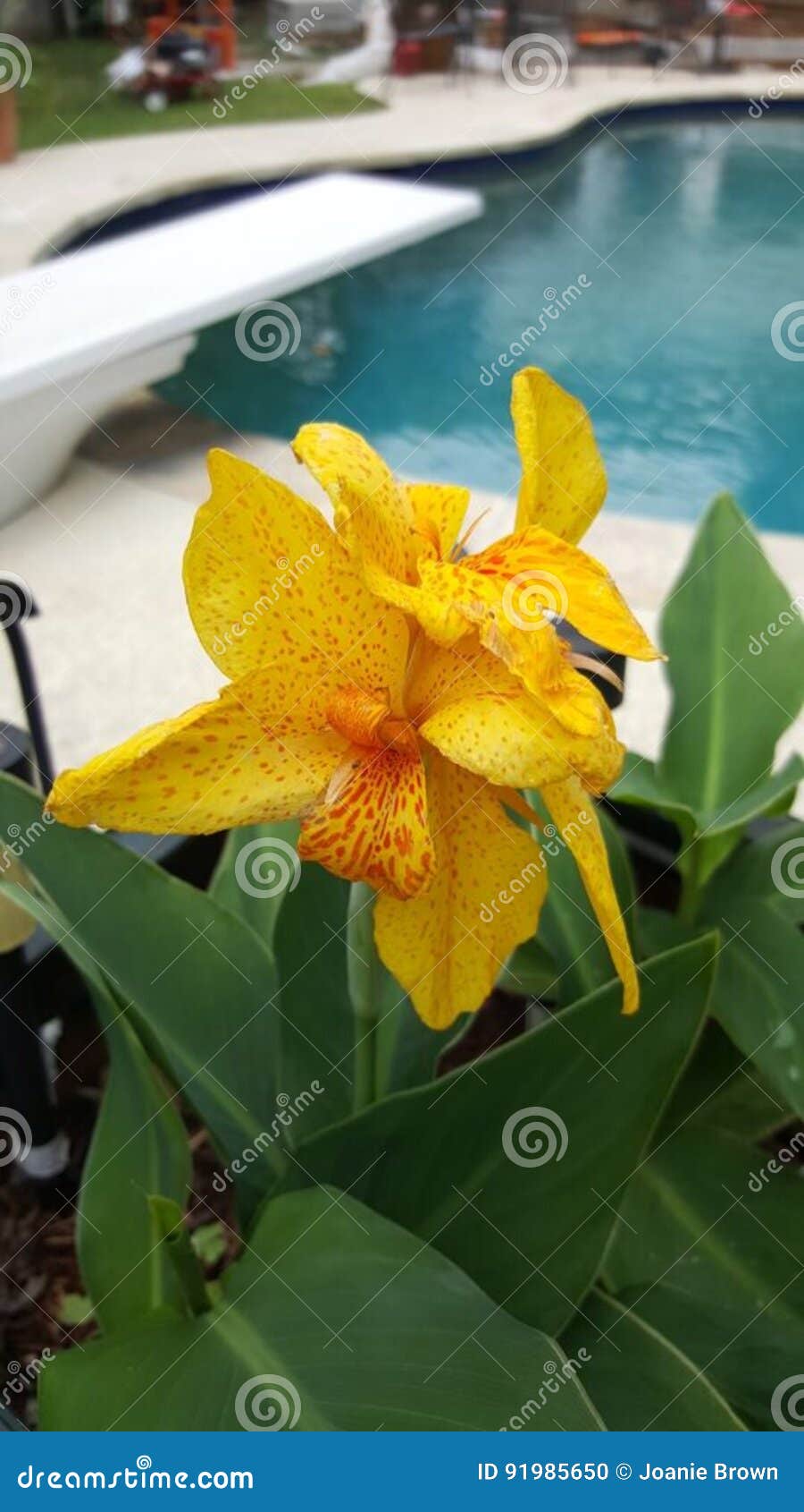 Random pretty flowers stock photo. Image of petal, random - 91985650