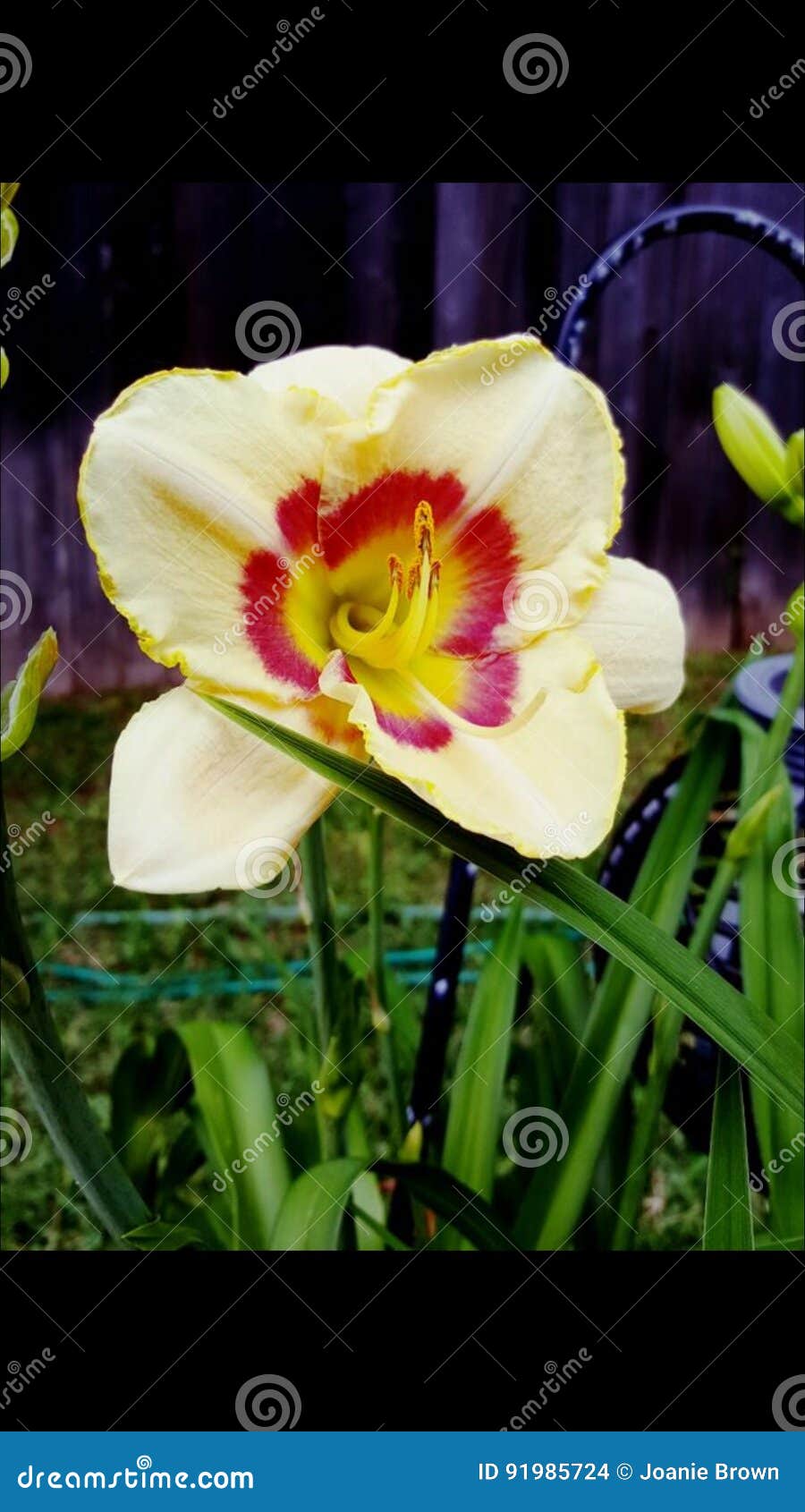 Random pretty flowers stock photo. Image of petal, spring - 91985724