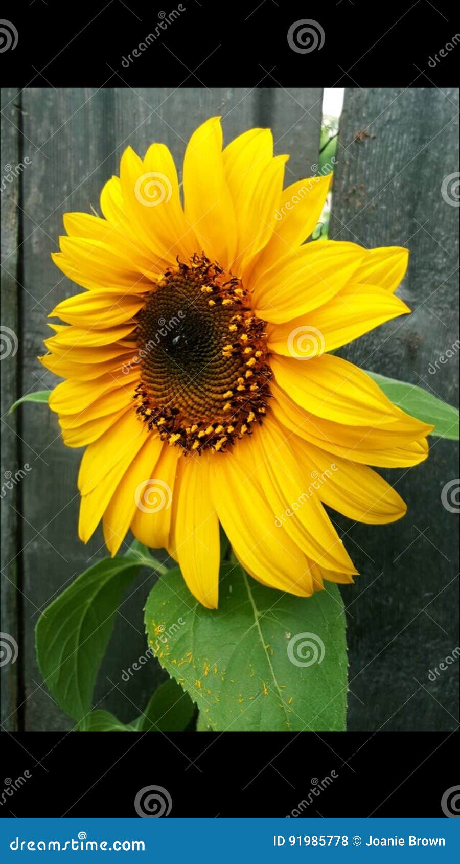 Random pretty flowers stock photo. Image of shot, random - 91985778