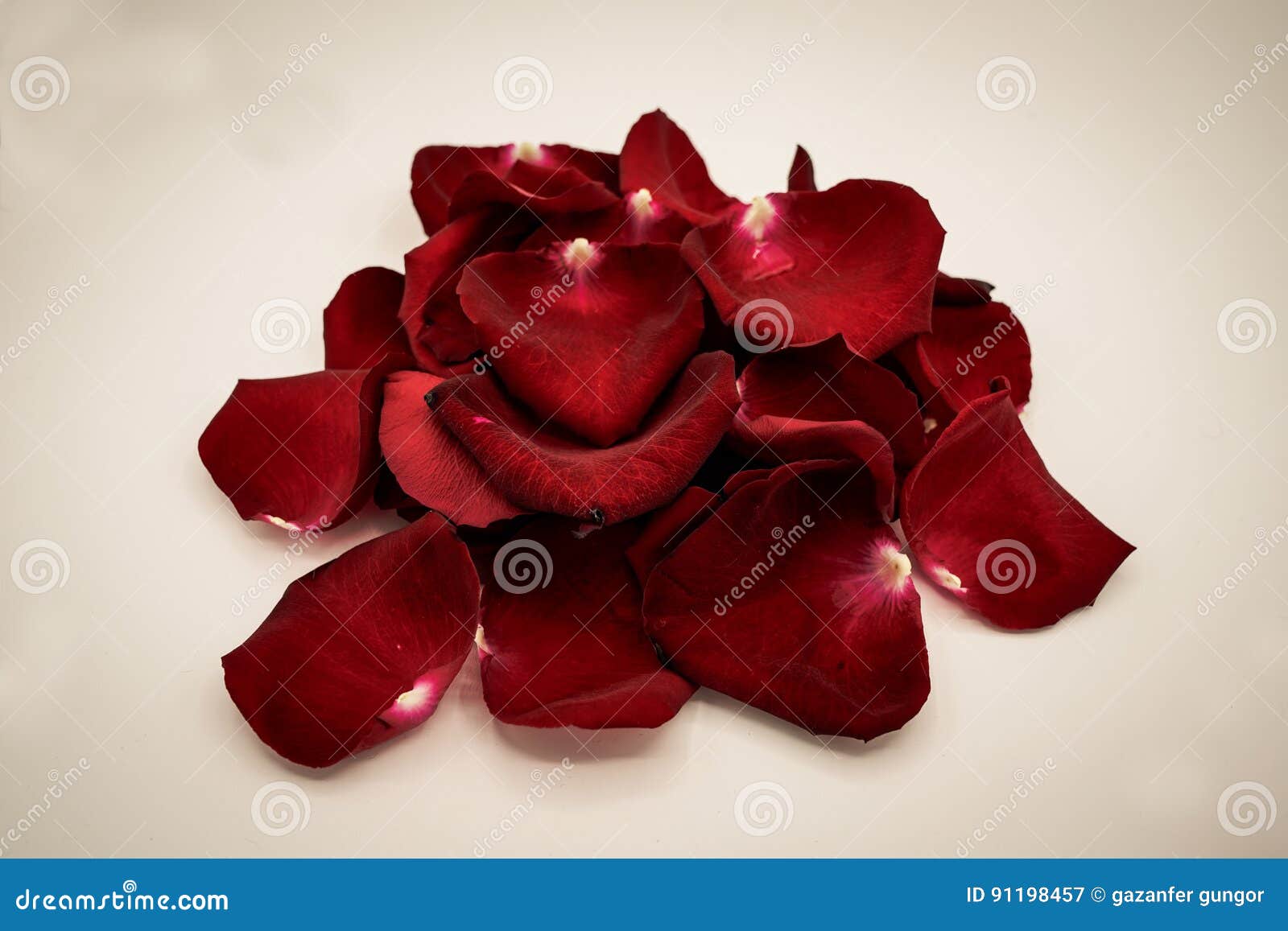 1,461 Rose Forms Stock Photos - Free & Royalty-Free Stock Photos from ...