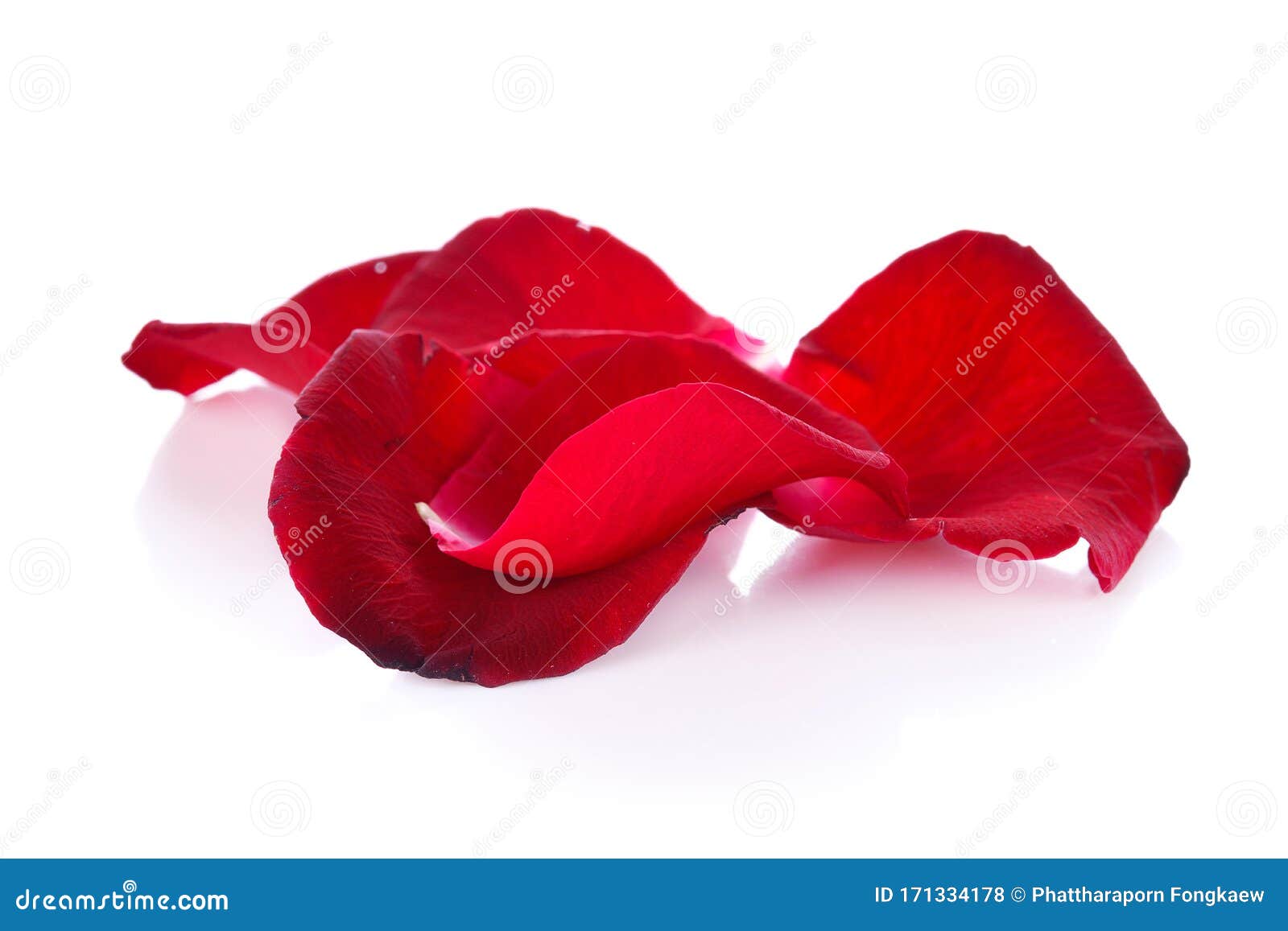 Random Rose Petals Against White Background. Great for Presentations ...