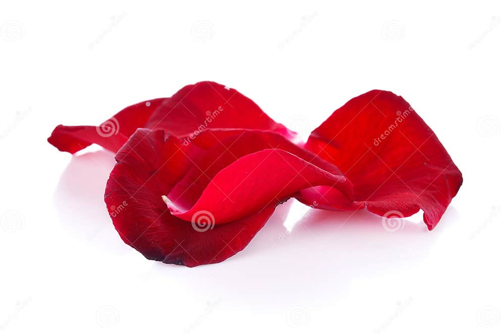 Random Rose Petals Against White Background. Great for Presentations ...