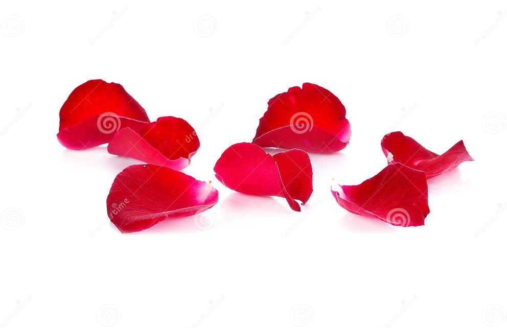 Random Rose Petals Against White Background. Great for Presentations ...