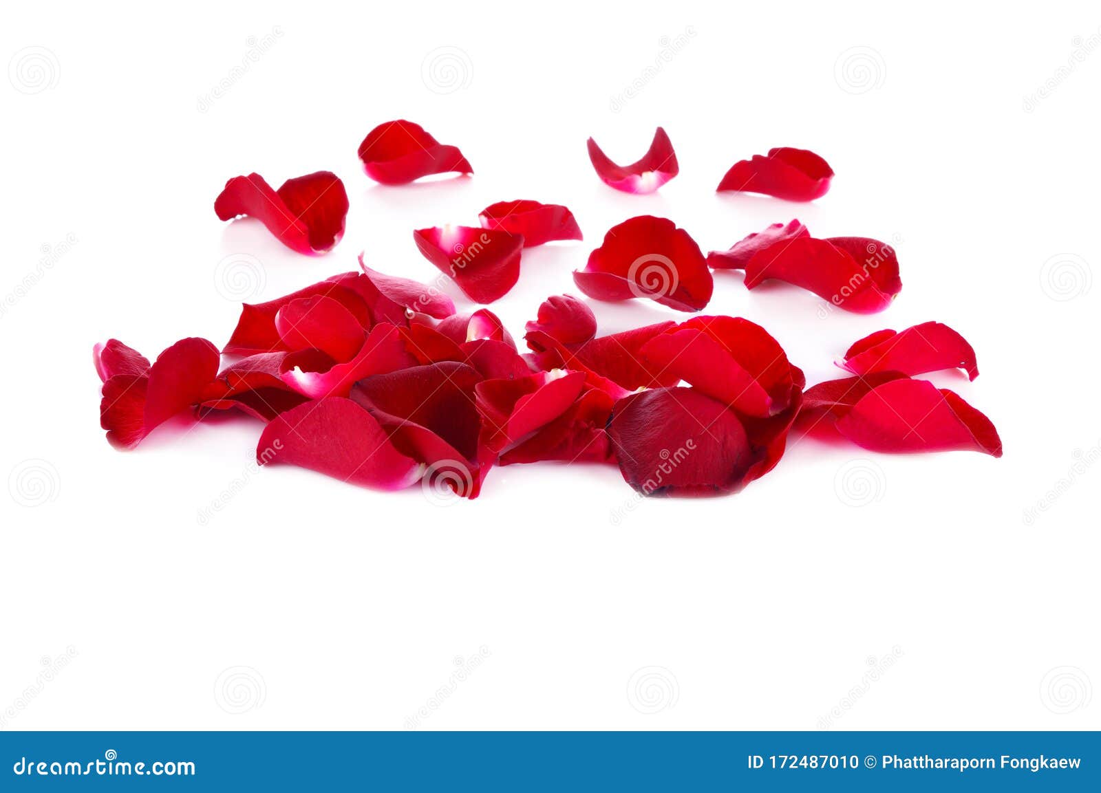 Random Rose Petals Against White Background. Stock Photo - Image of ...