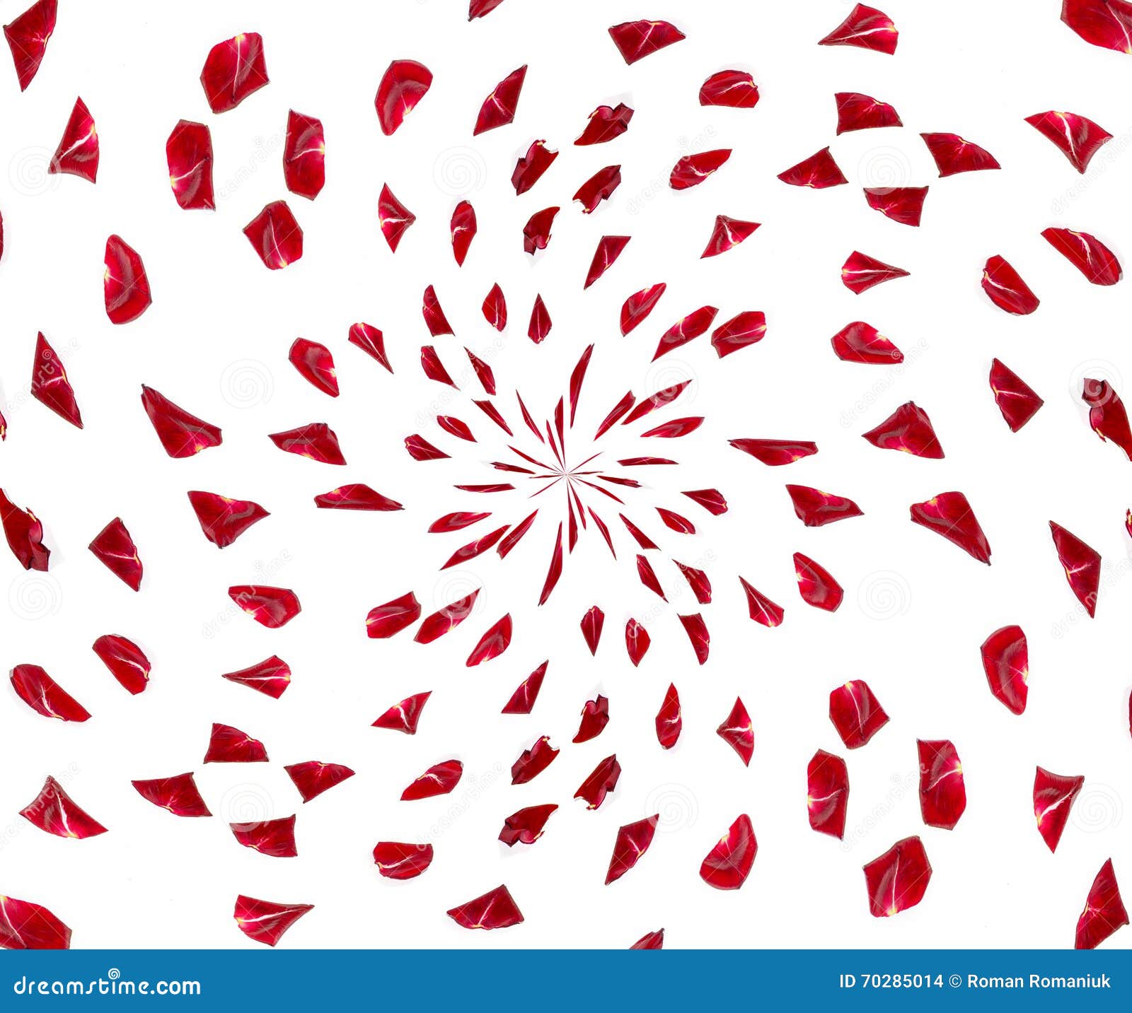 Random Rose Petals Isolated White Background Stock Photo - Image of ...