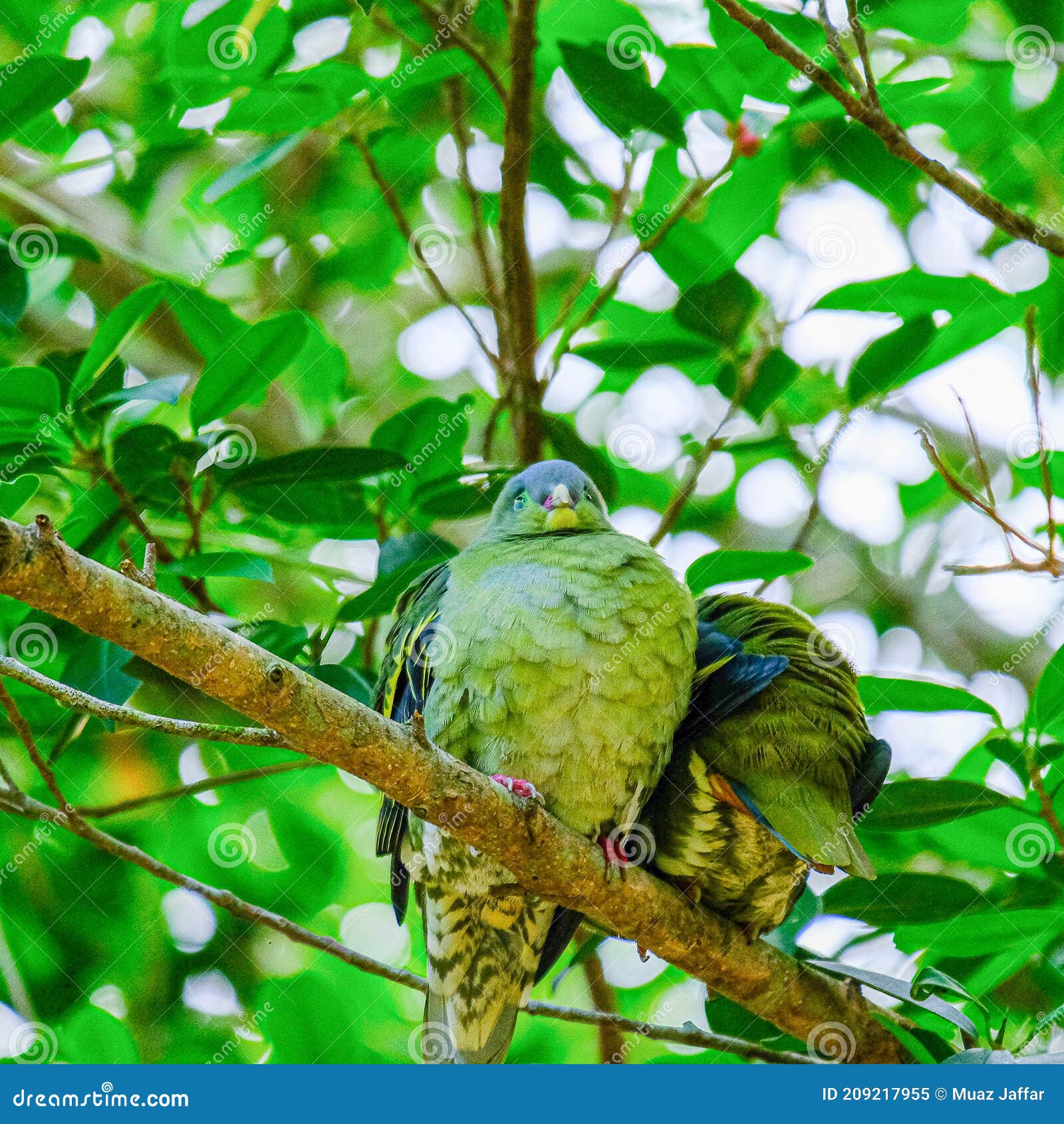 Random Shot of Two Birds are Perching on a Tree in Malaysia Stock Image ...