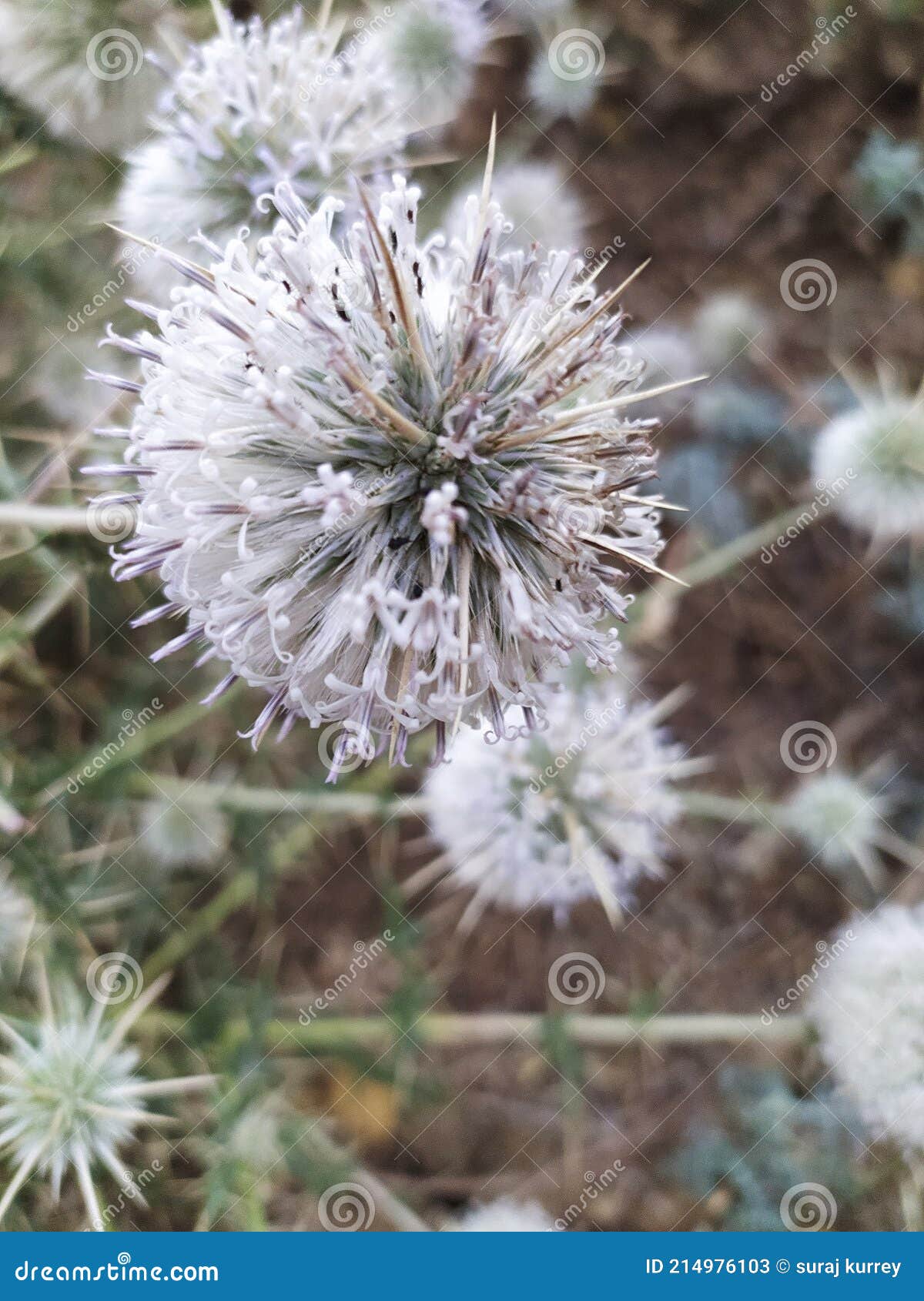 Random Shots , Beautiful Cactus Stock Image - Image of cactus, plant ...