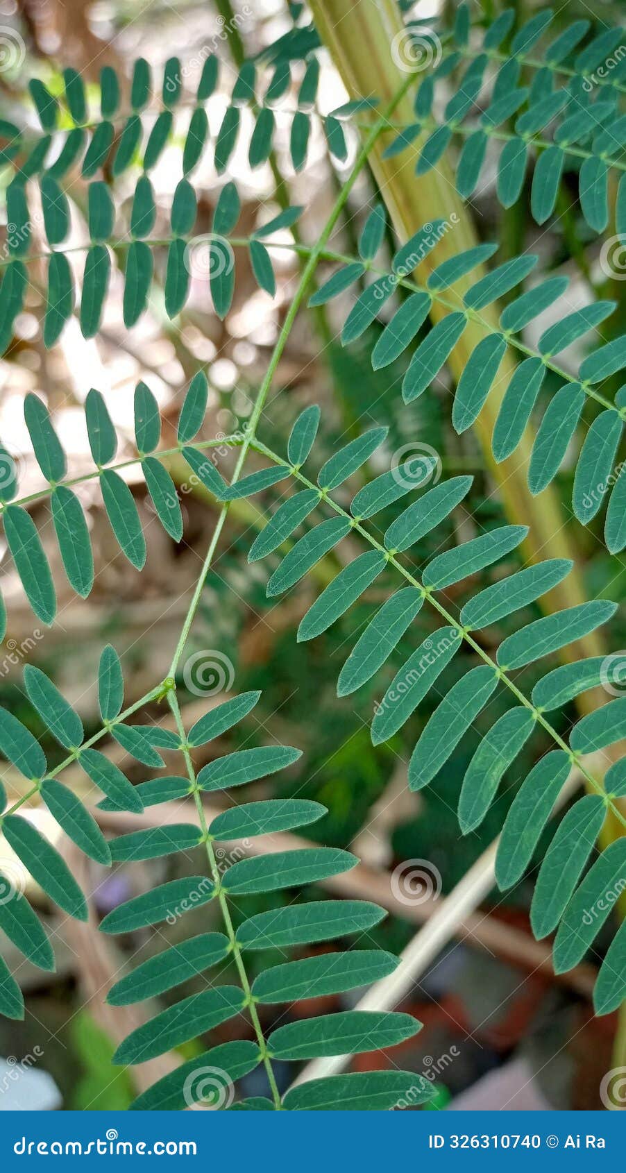 Random Small Green Leaves at the Backyard Stock Photo - Image of small ...