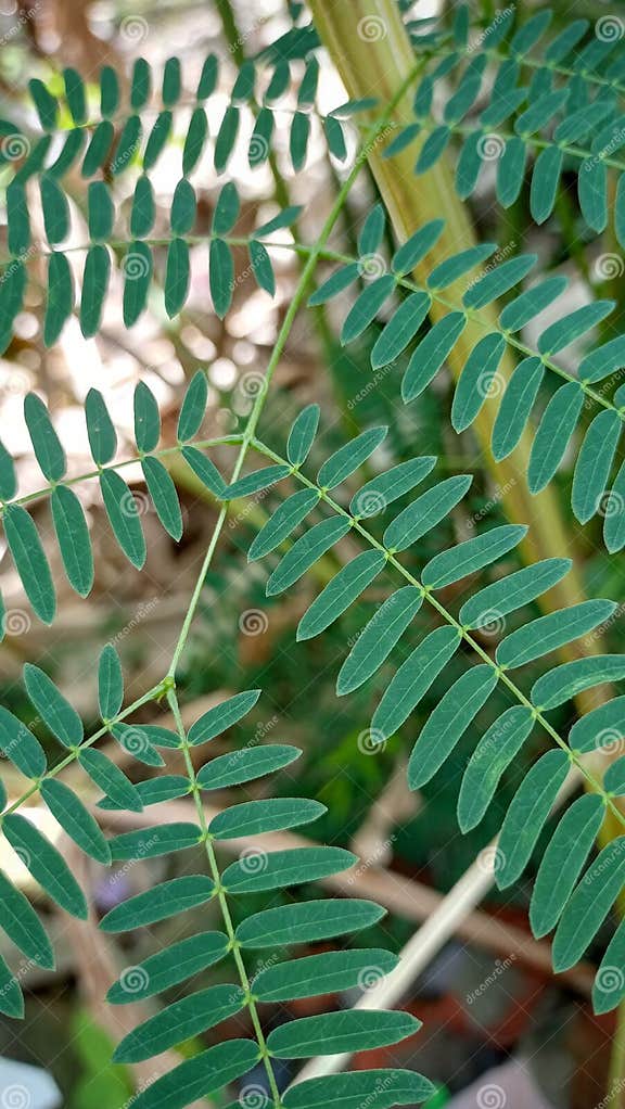 Random Small Green Leaves at the Backyard Stock Photo - Image of small ...