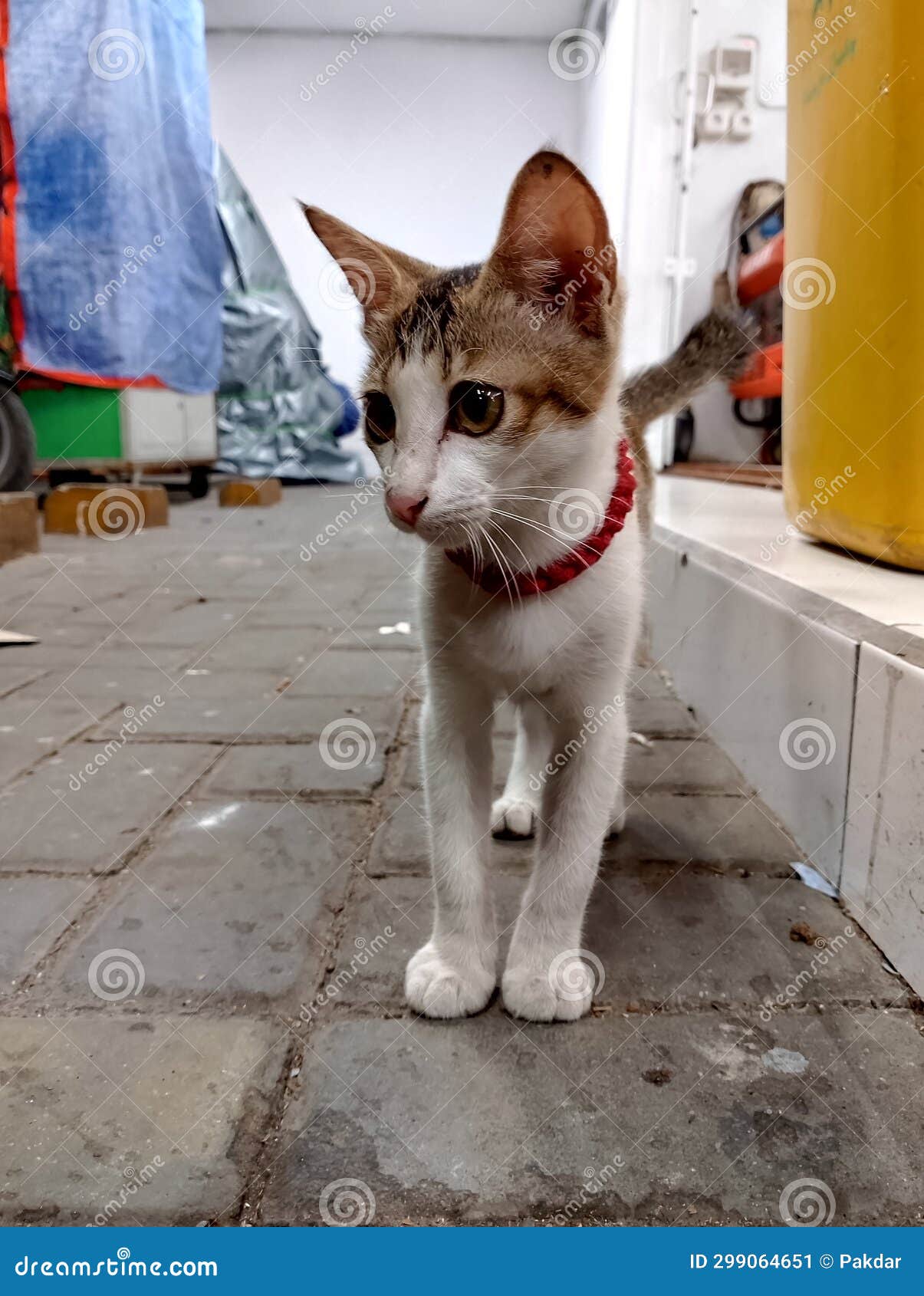 Street Cat Infront of Minimarket Stock Image - Image of street, treet ...