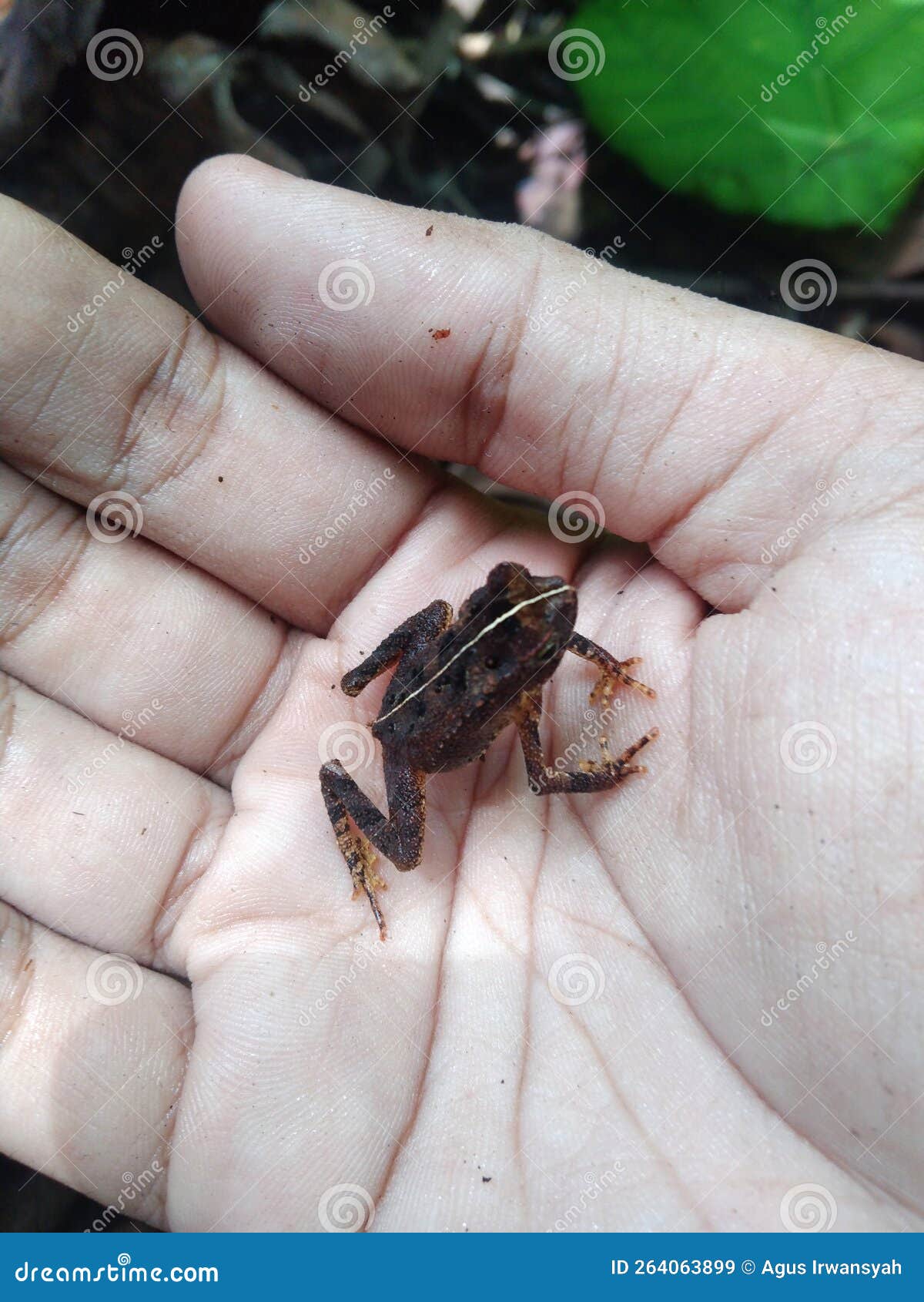 Random tiny frog on hand stock image. Image of tiny - 264063899