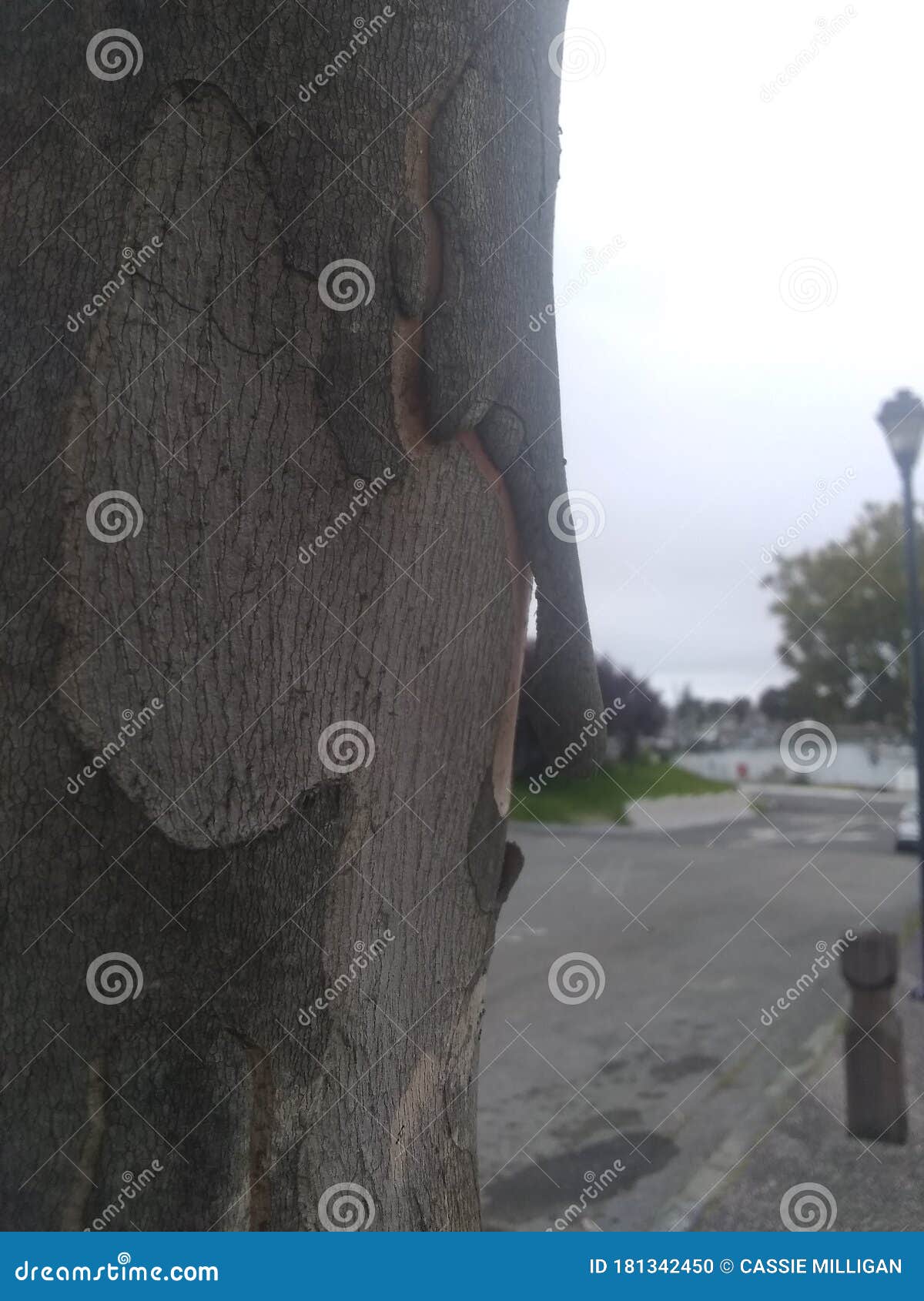 Random Tree Art Imagination Stock Photo - Image of wall, geology: 181342450