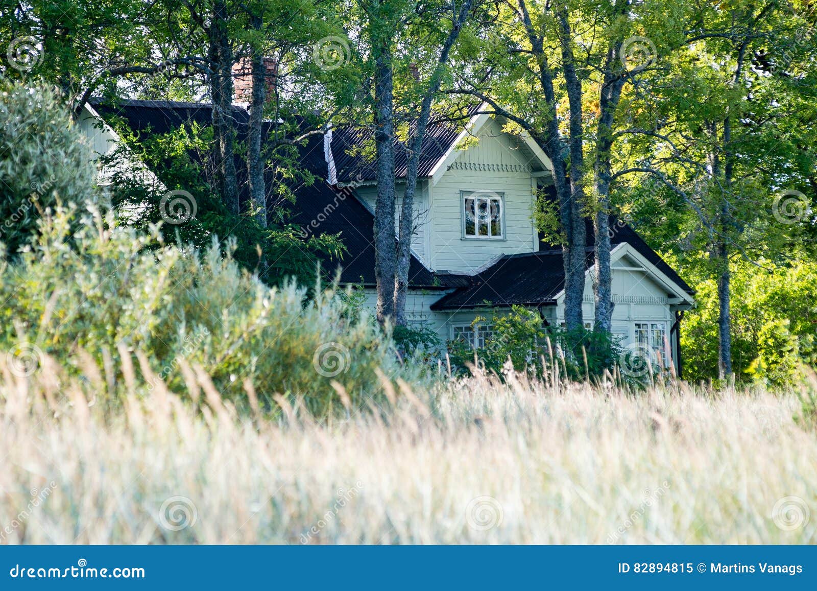 Random tree branches stock image. Image of plant, environment - 82894815