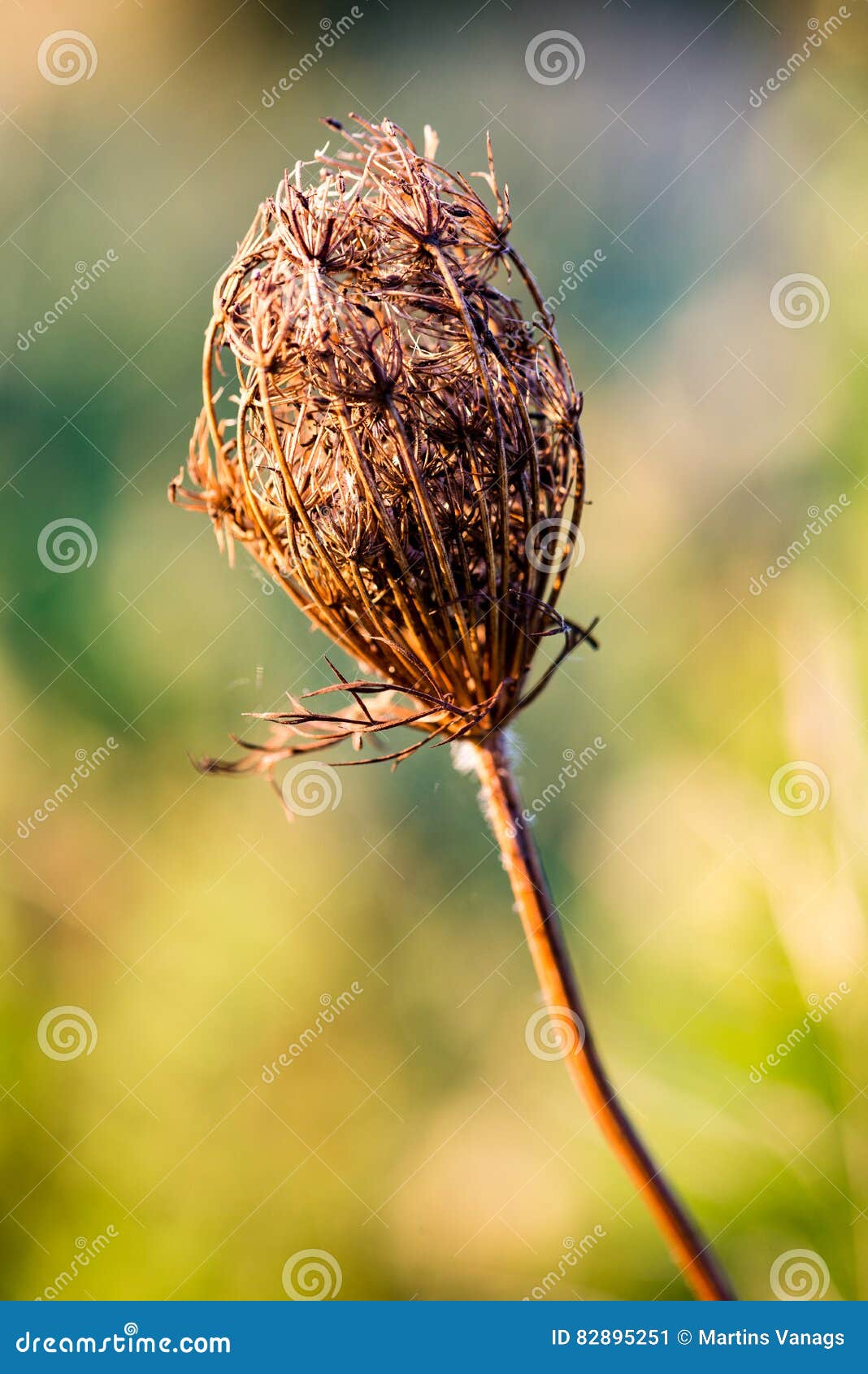 Random tree branches stock image. Image of environment - 82895251