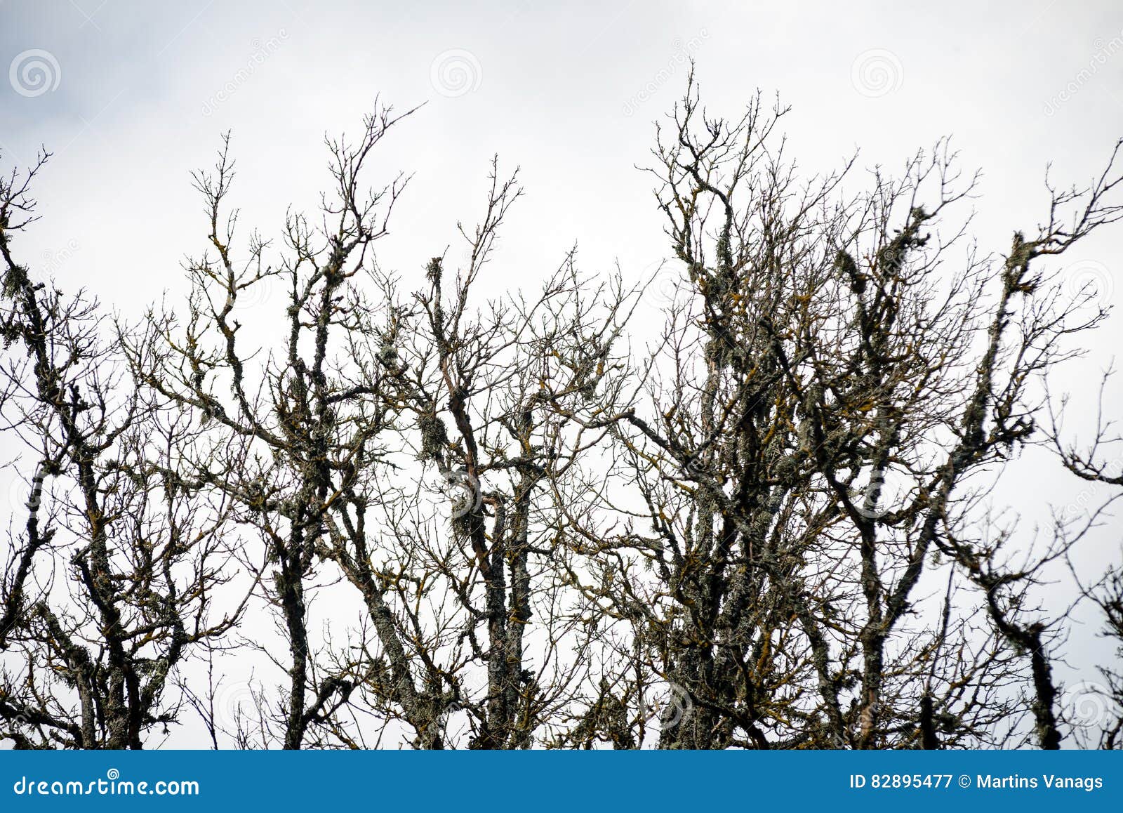 Random tree branches stock image. Image of environment - 82895477
