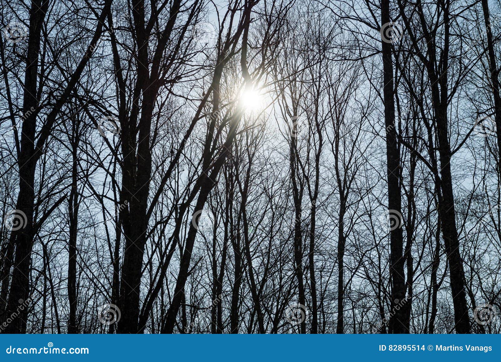 Random tree branches stock photo. Image of agriculture - 82895514