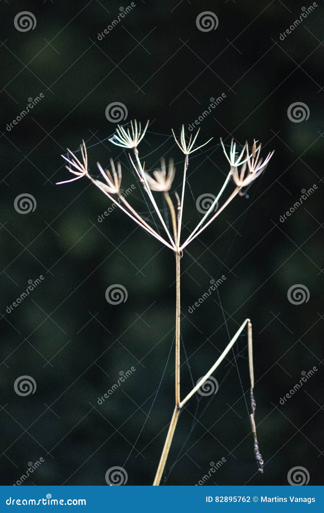 Random tree branches stock photo. Image of leaf, season - 82895762