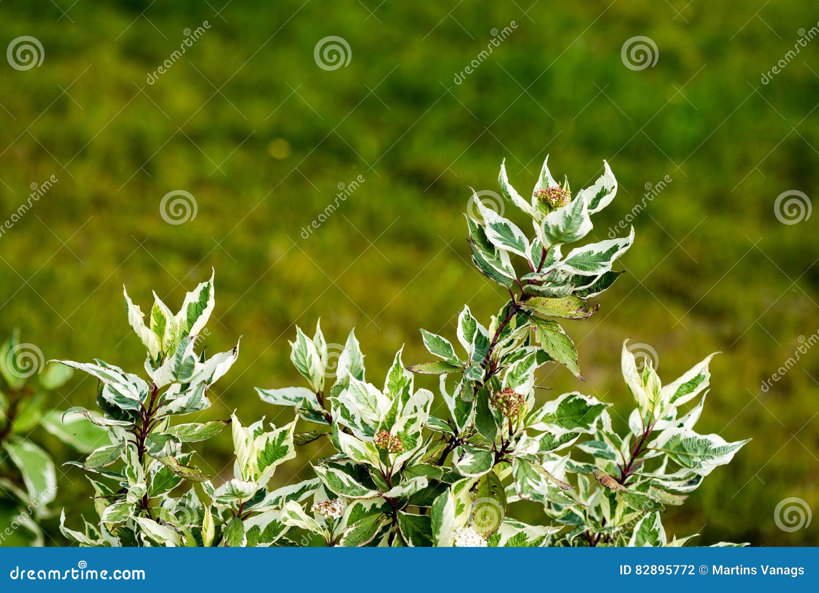 Random tree branches stock photo. Image of natural, beauty - 82895772