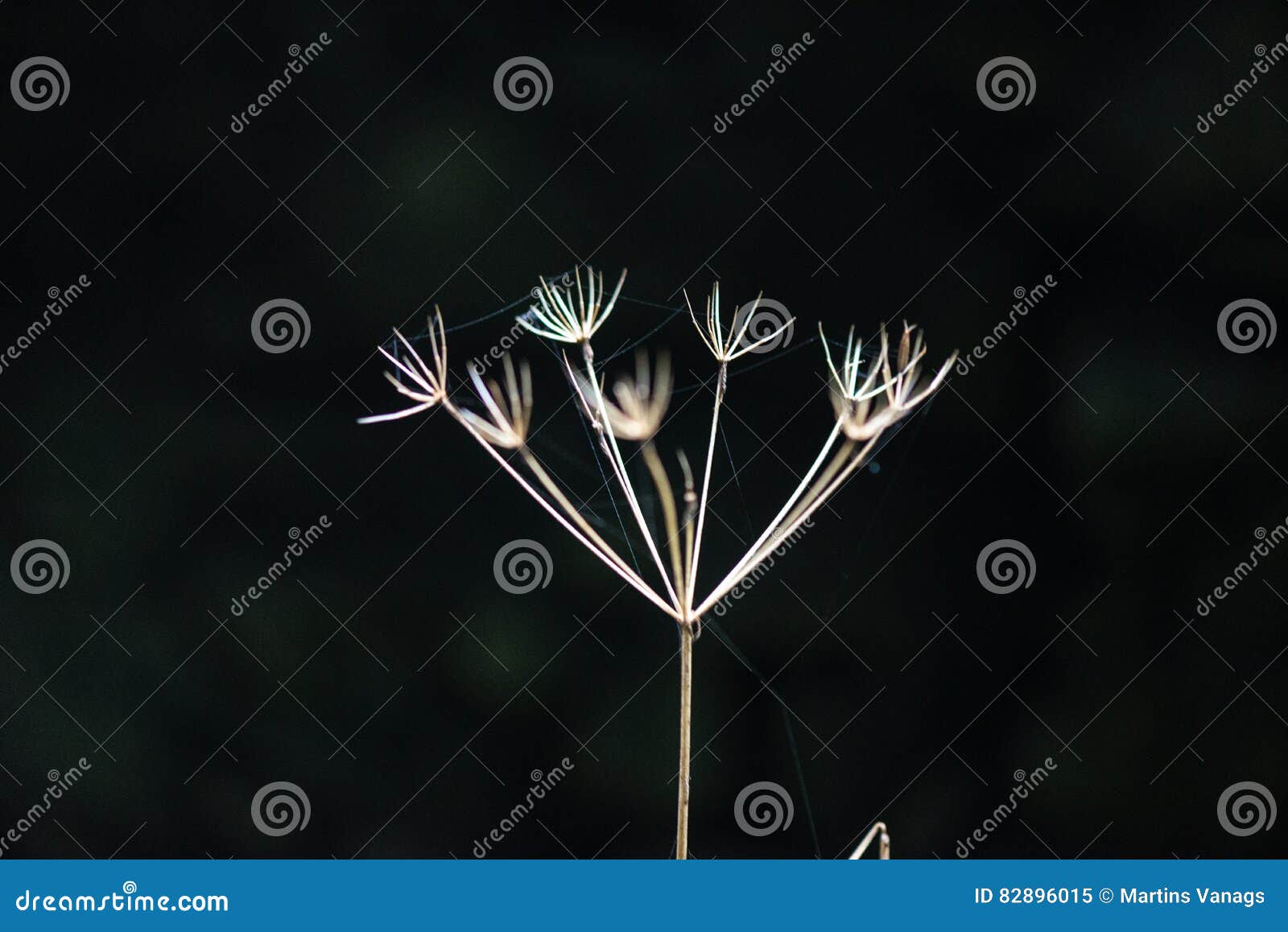 Random tree branches stock image. Image of forest, orchard - 82896015