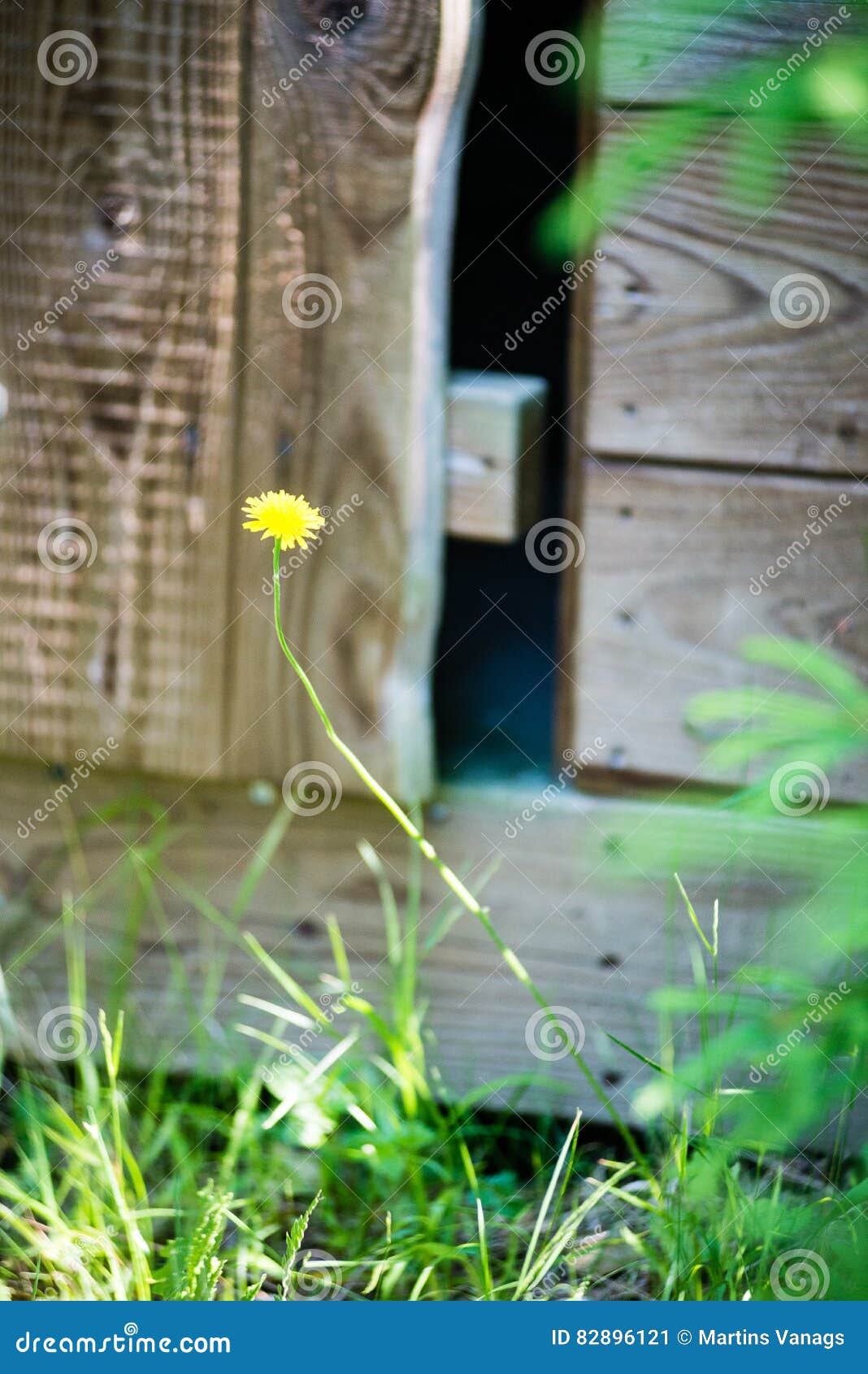 Random tree branches stock image. Image of beautiful - 82896121