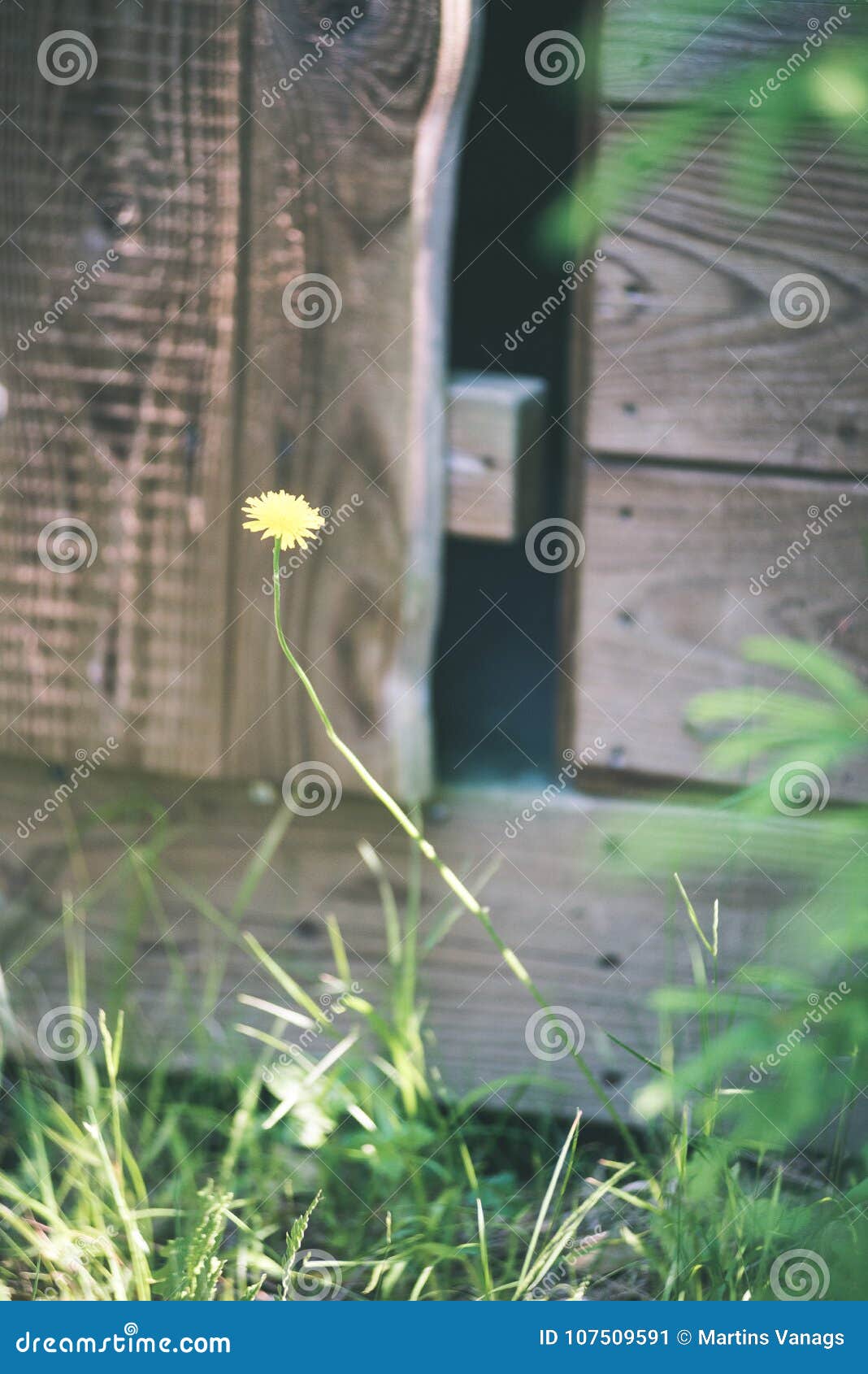 Random Tree Branches - Vintage Film Effect Stock Image - Image of ...
