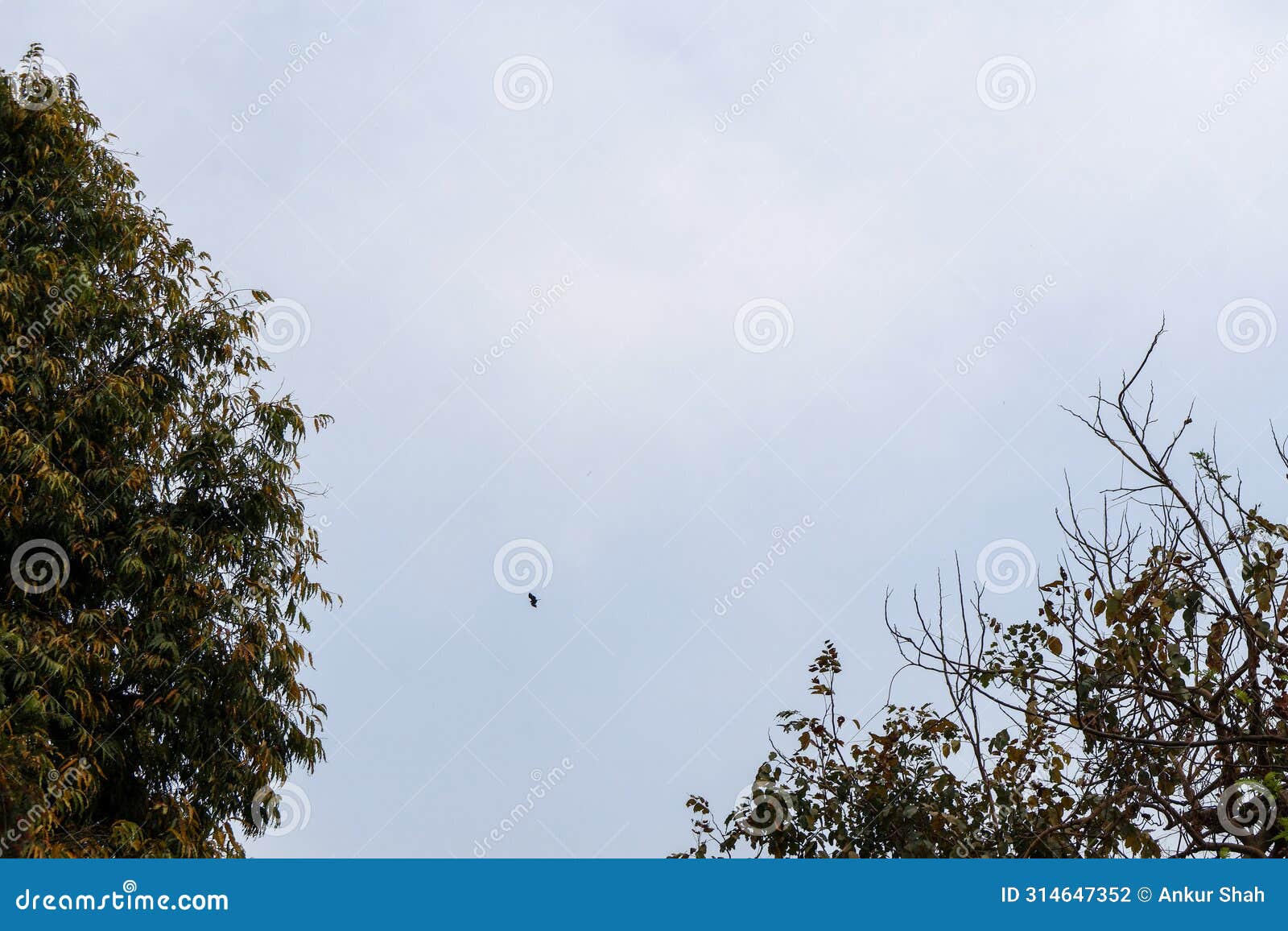 Random Tree Picture at Delhi Zoological Park India Stock Photo - Image ...