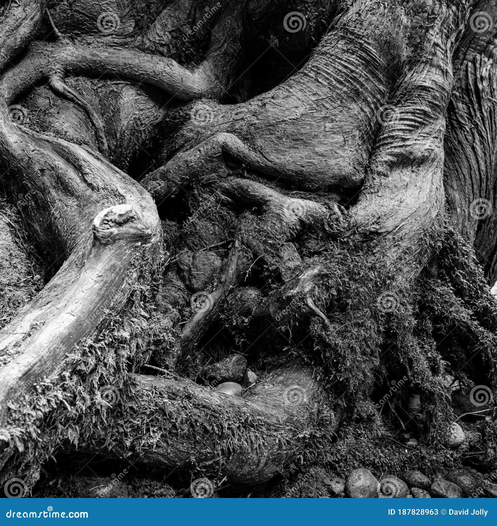 Random Tree Roots and Wood Trunk Stock Image - Image of environment ...