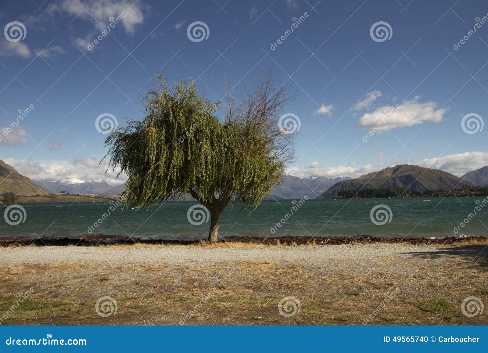 Random Tree stock photo. Image of breeze, zealand, shoreline - 49565740