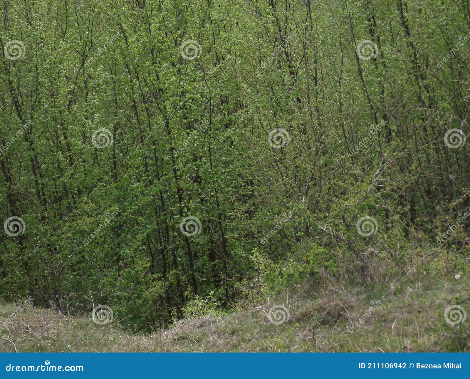Random trees in the hills stock photo. Image of forest - 211106942