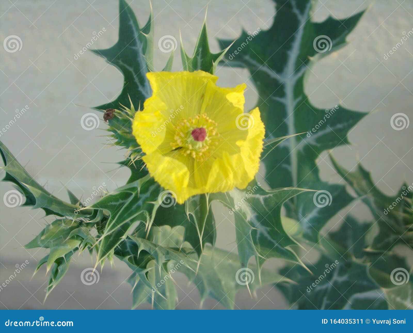This is a Random Wild Flower Grown in My Garden Stock Image - Image of ...