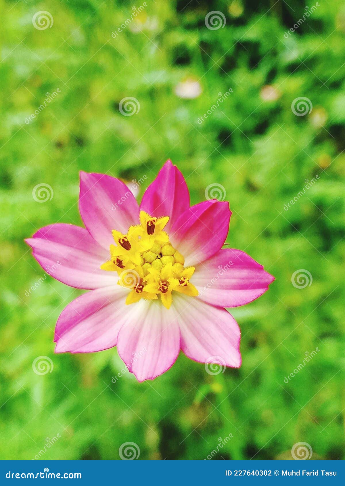 Random Wild Flower in Village Stock Photo - Image of meadow, yellow ...