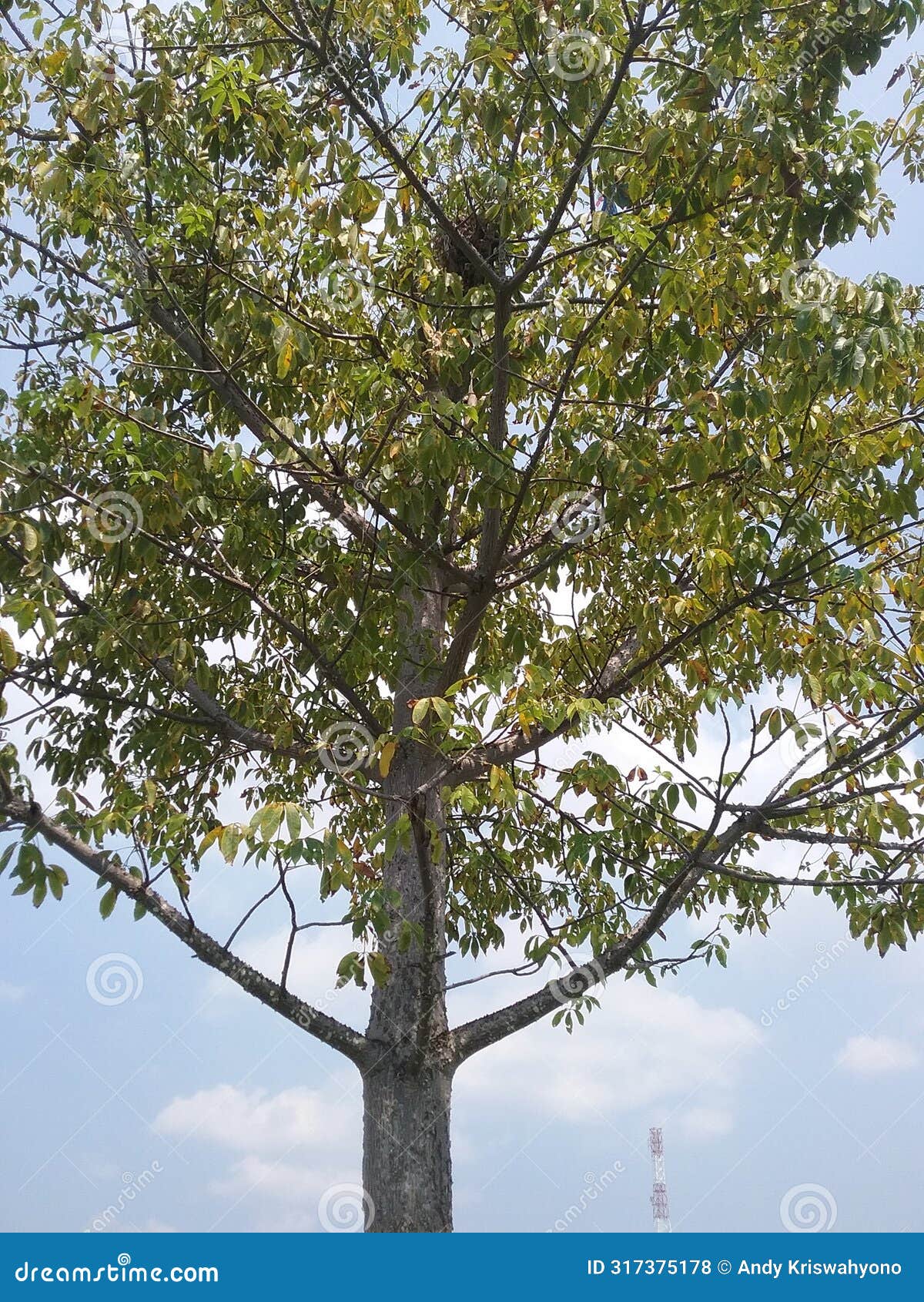 A Randu Base Tree that Grows with Several Large Branches and Many Small ...