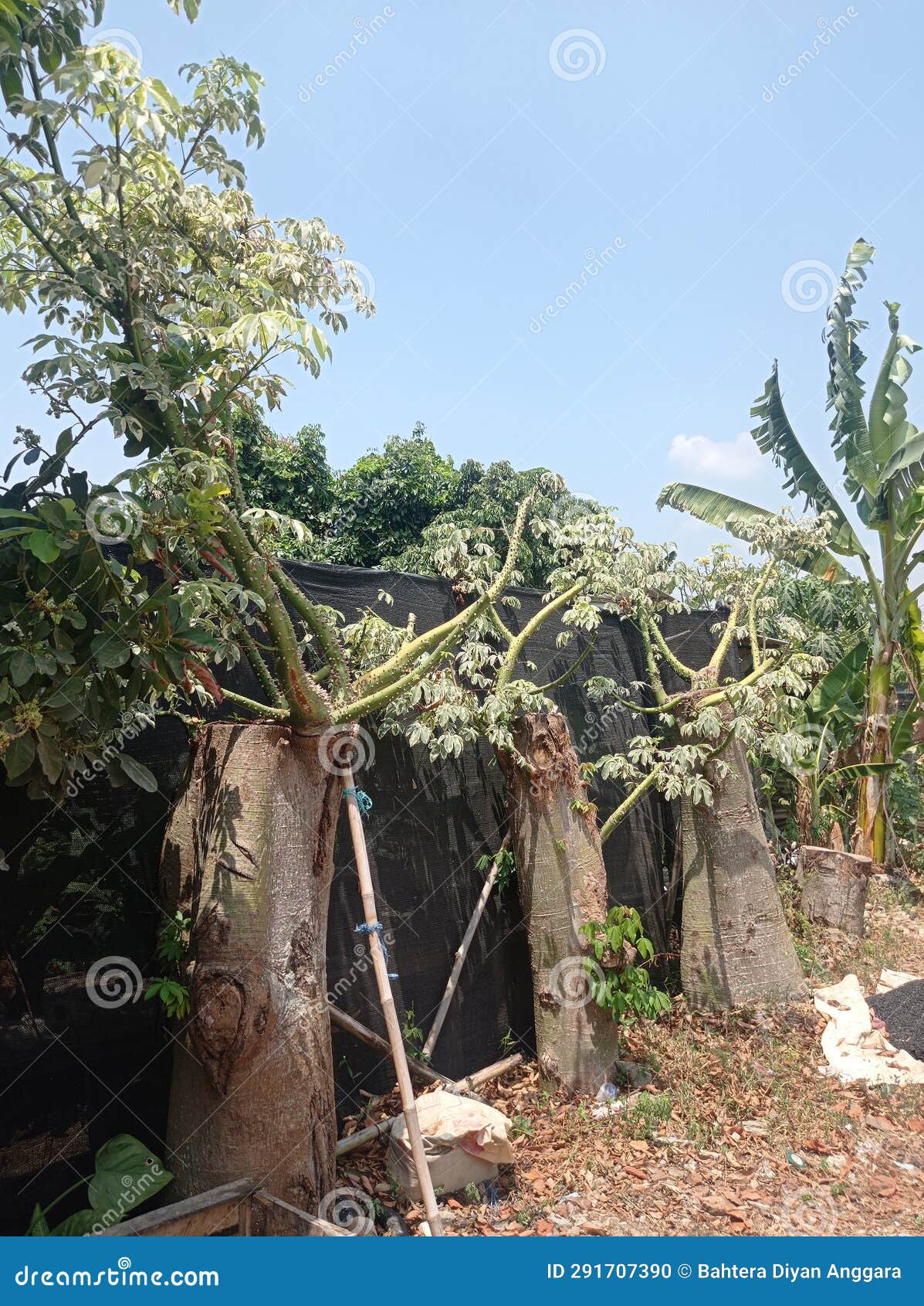 Randu Trees (ceiba Pentandra) are Planted Using the Cutting Method ...