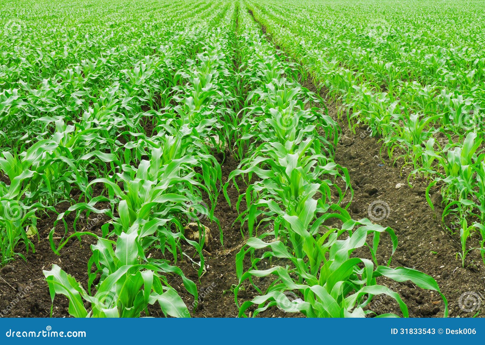 Rangées De Jeune Champ De Maïs Image stock - Image du zone, cordon ...