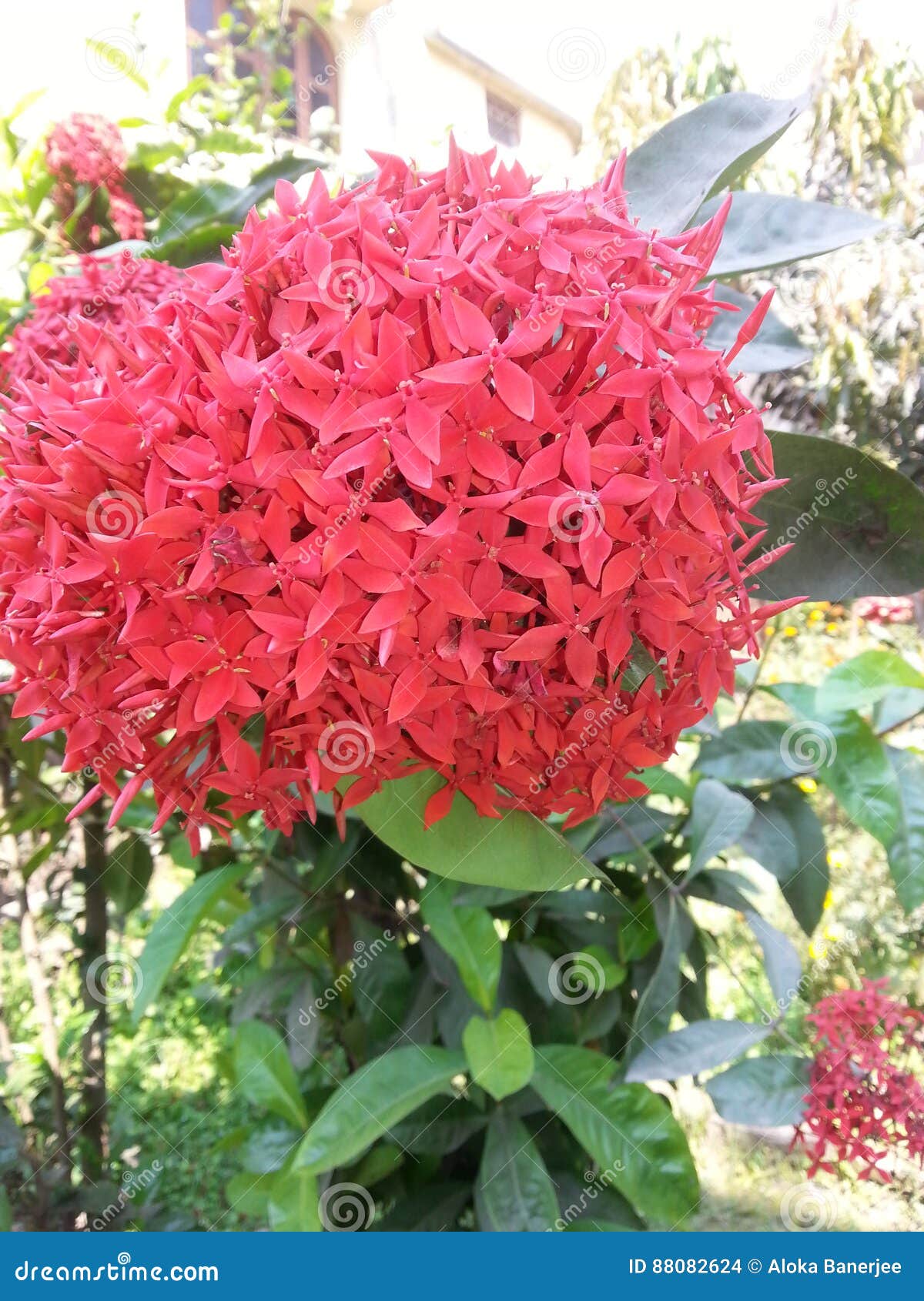 Rangan stock photo. Image of rangan, beautiful, flower - 88082624