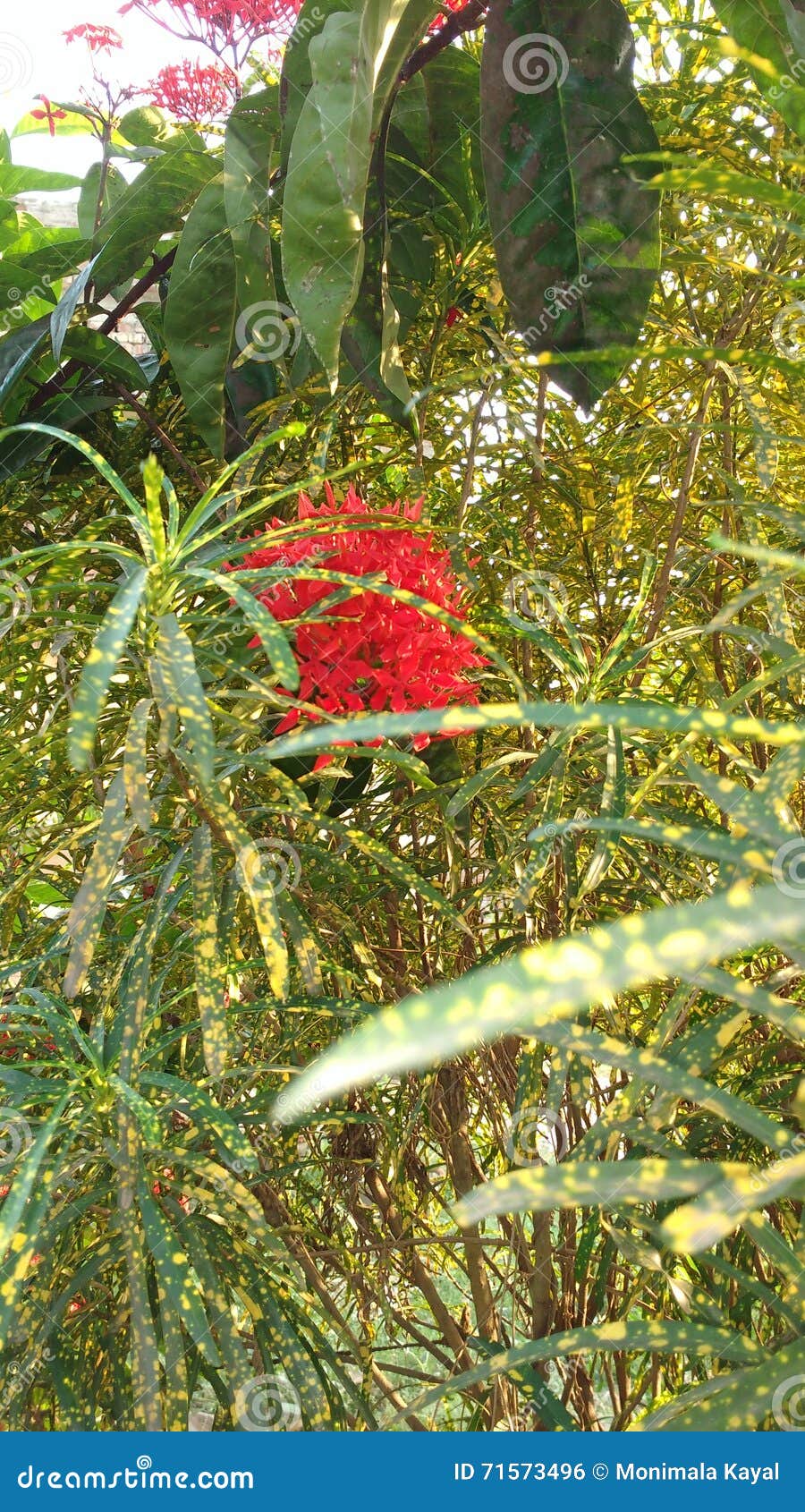 Rangan flower stock photo. Image of coccinea, ponna, viruchi - 71573496