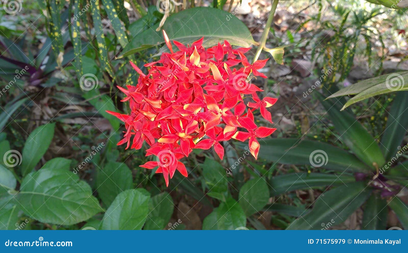 Rangan flower stock image. Image of vegetation, viruchi - 71575979