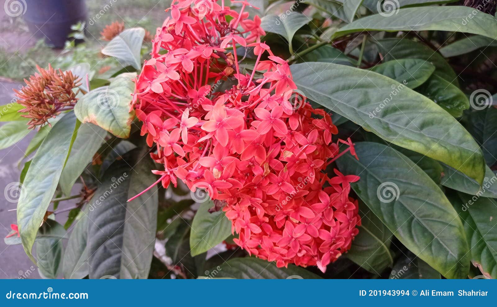 Rangan Flower beside Street Stock Photo - Image of garden, herb: 201943994
