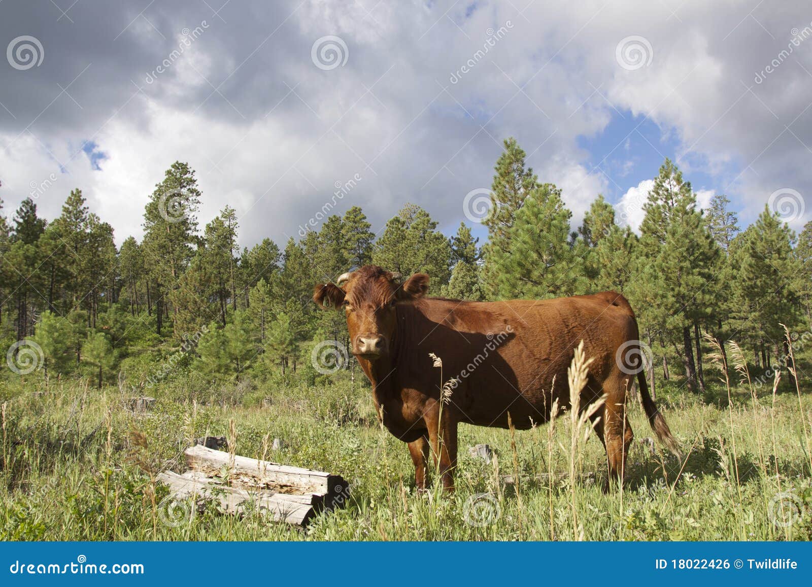 Range Cow in Mountains stock photo. Image of mountains - 18022426