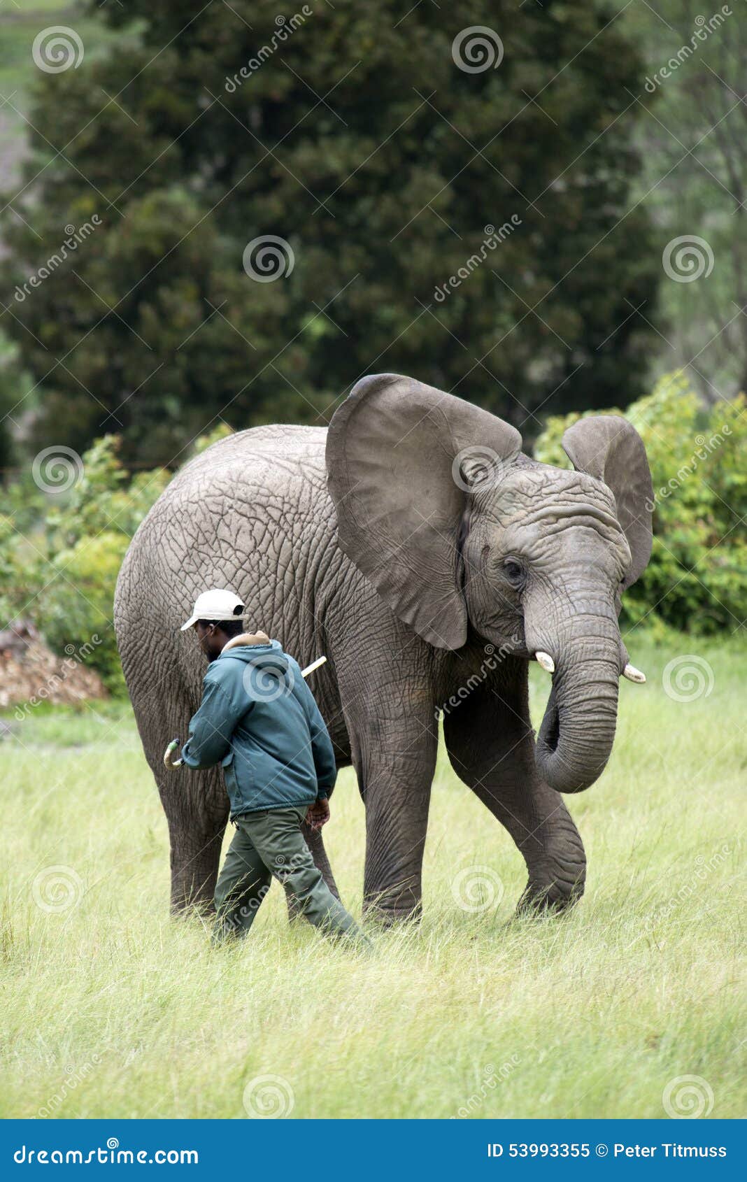 Ranger Holding Stick with Young African Elephant Editorial Image ...