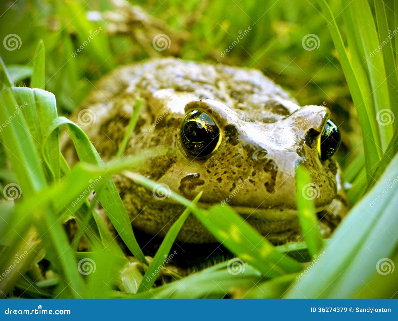 Rangers Toad stock image. Image of amietophrynus, garden - 36274379