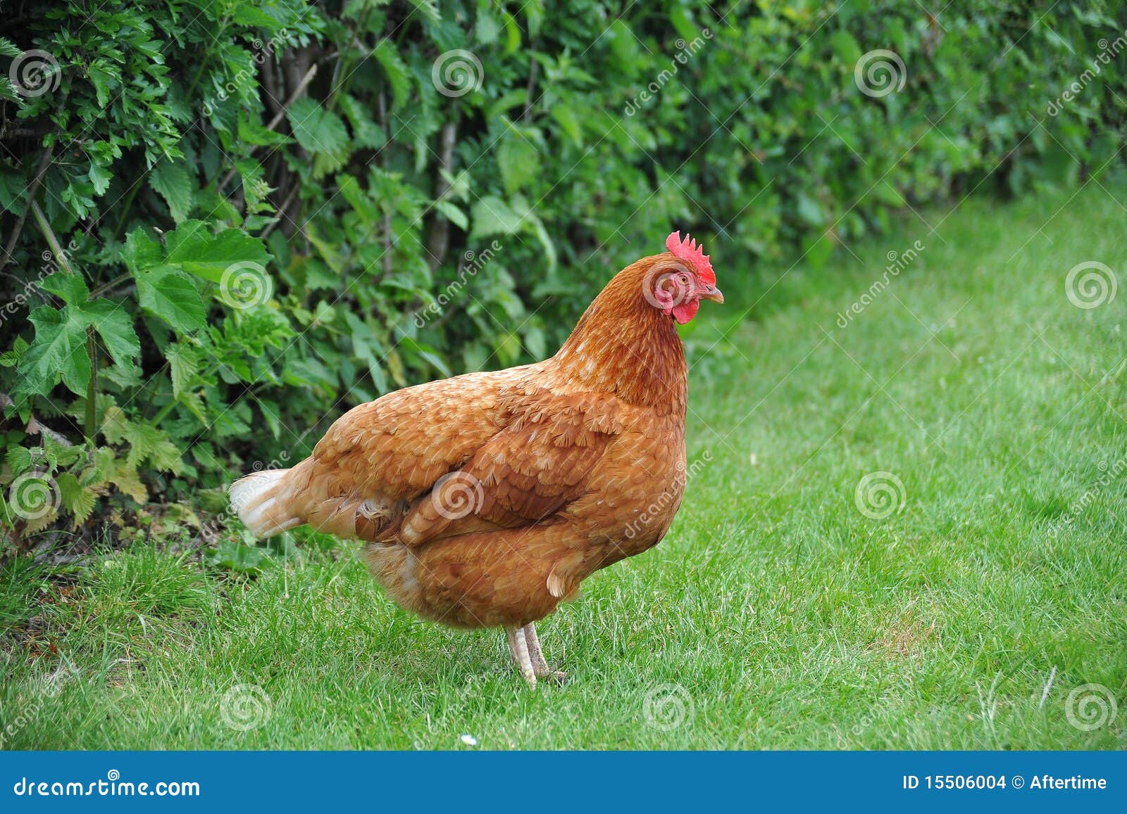 Rango Libre Y Pollo Orgánico Foto de archivo - Imagen de animal, gordo ...